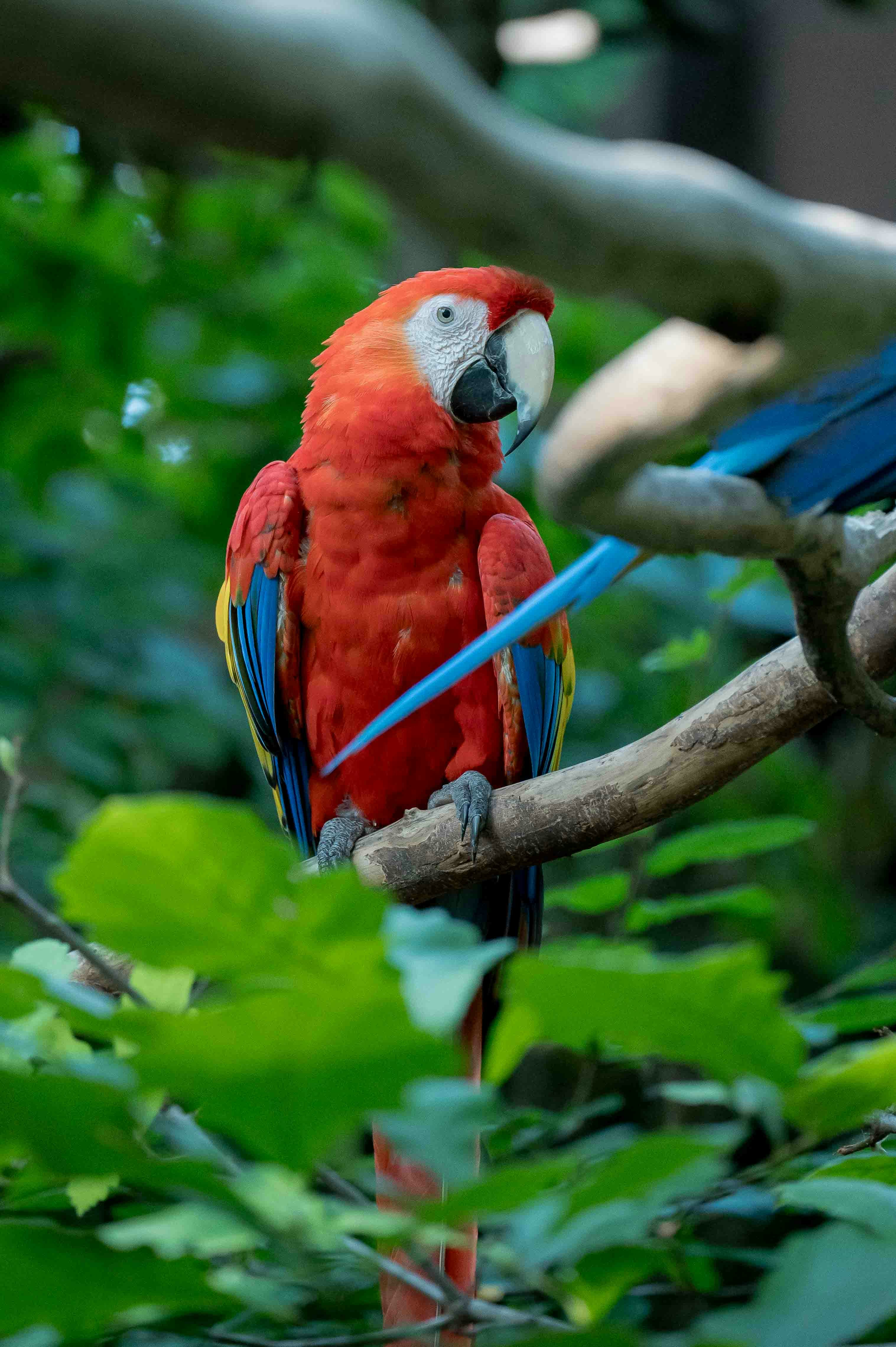 Scarlet Plumage on a Verdant Stage
