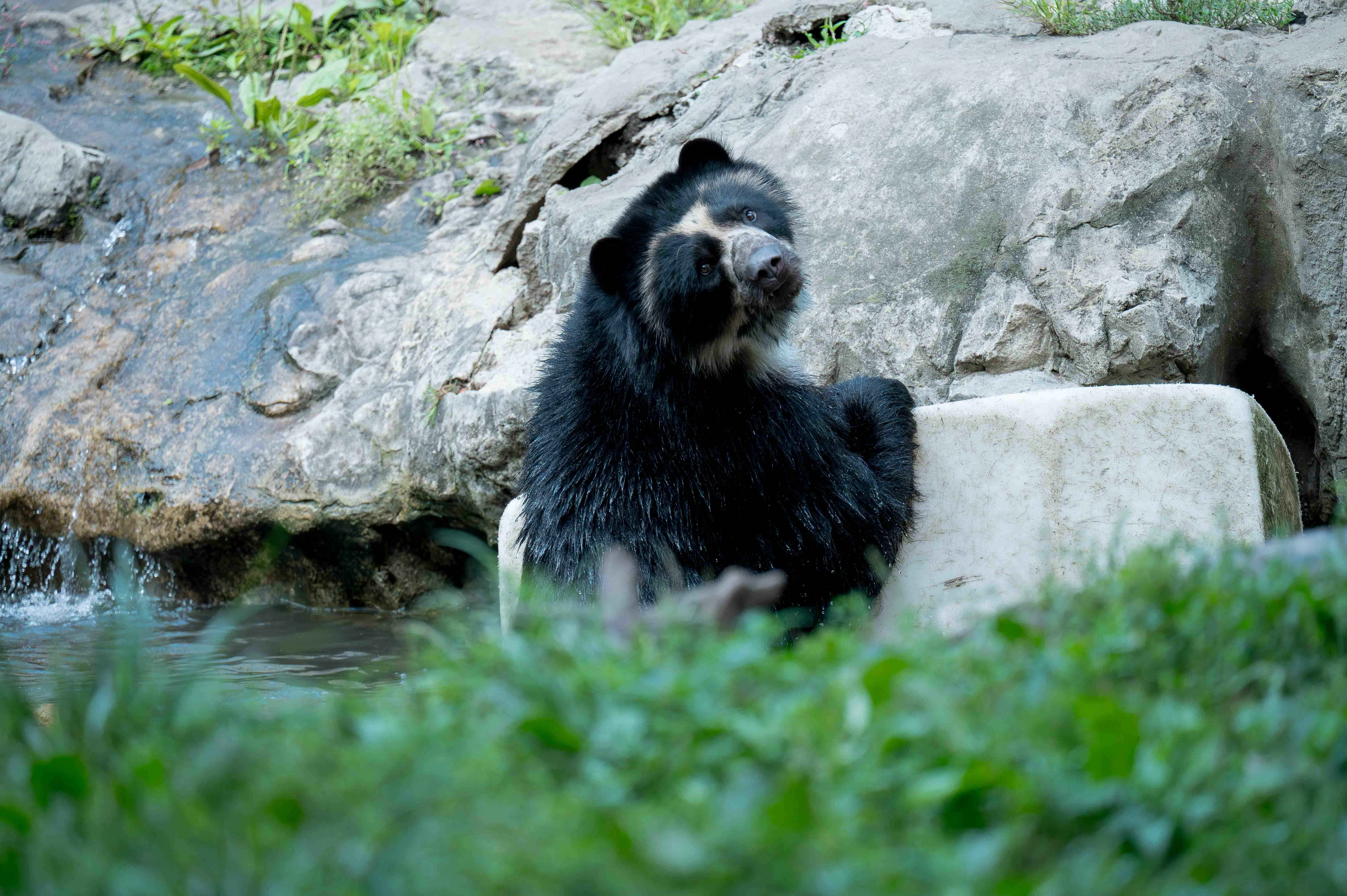 Curious Black Bear Cub Emerges from the Rocks