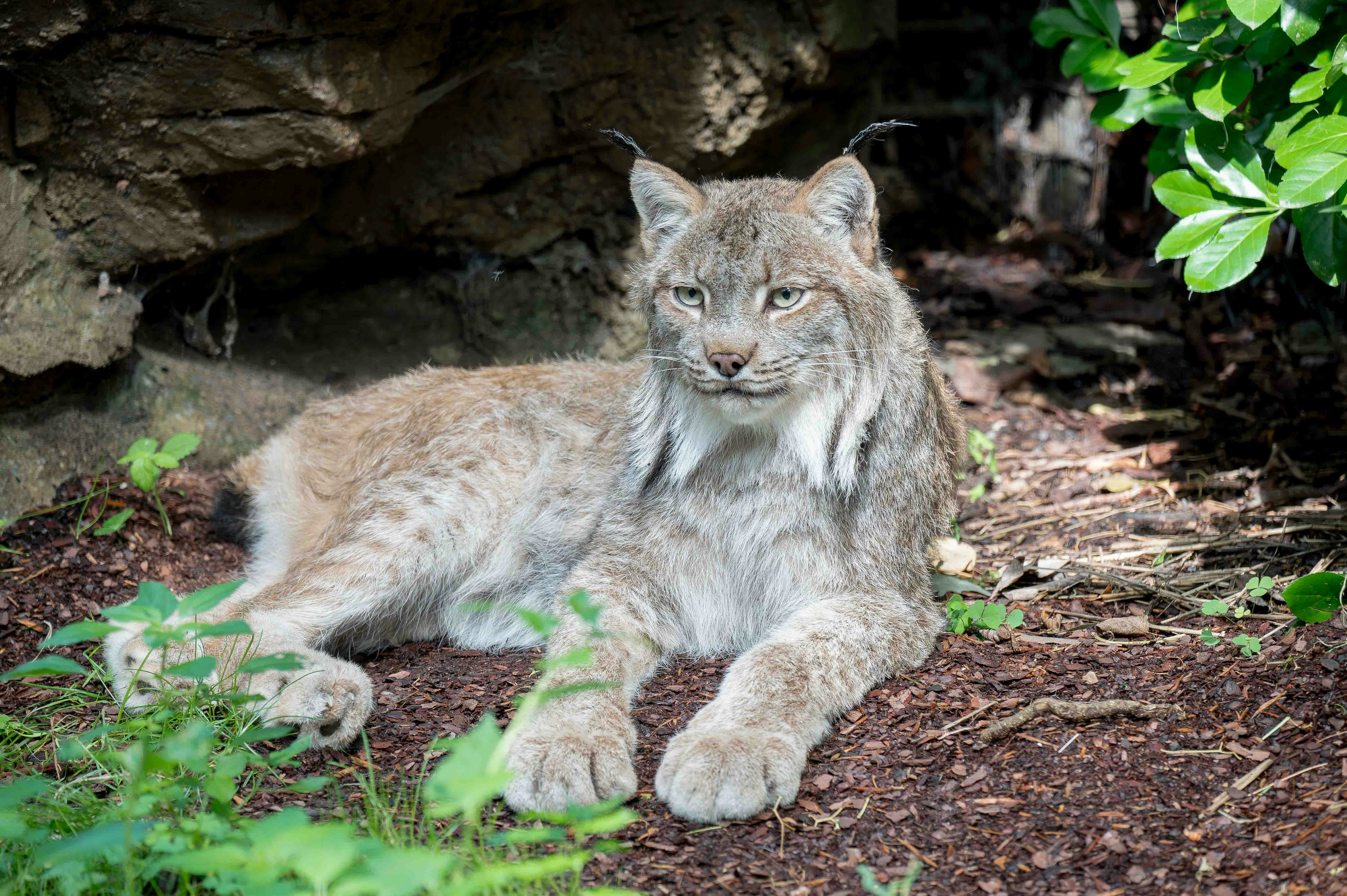 Lynx in Dappled Shade: Relaxed Majesty Under the Garden Canopy