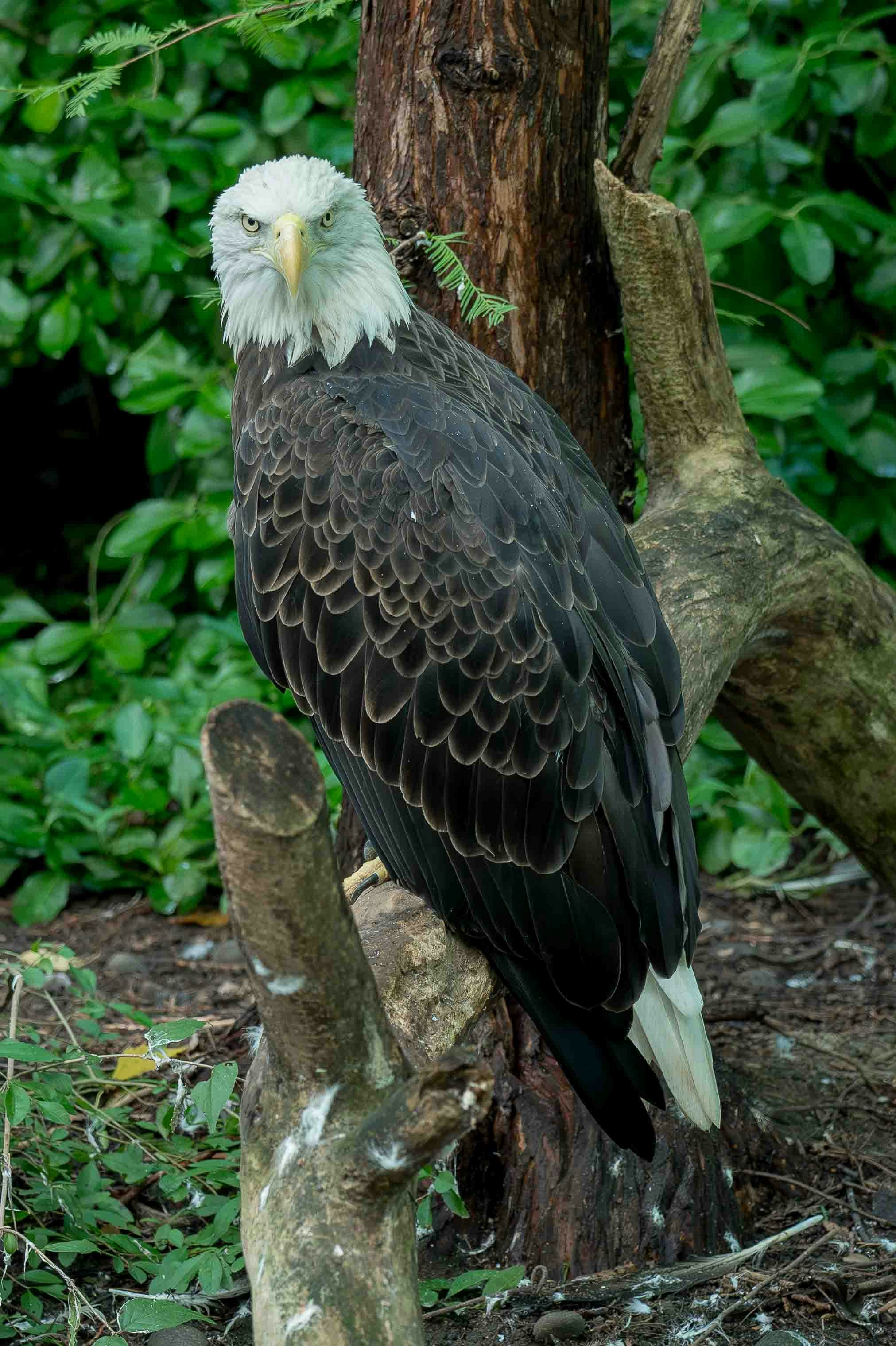 White-headed Eagle on Weathered Branch in Greenery