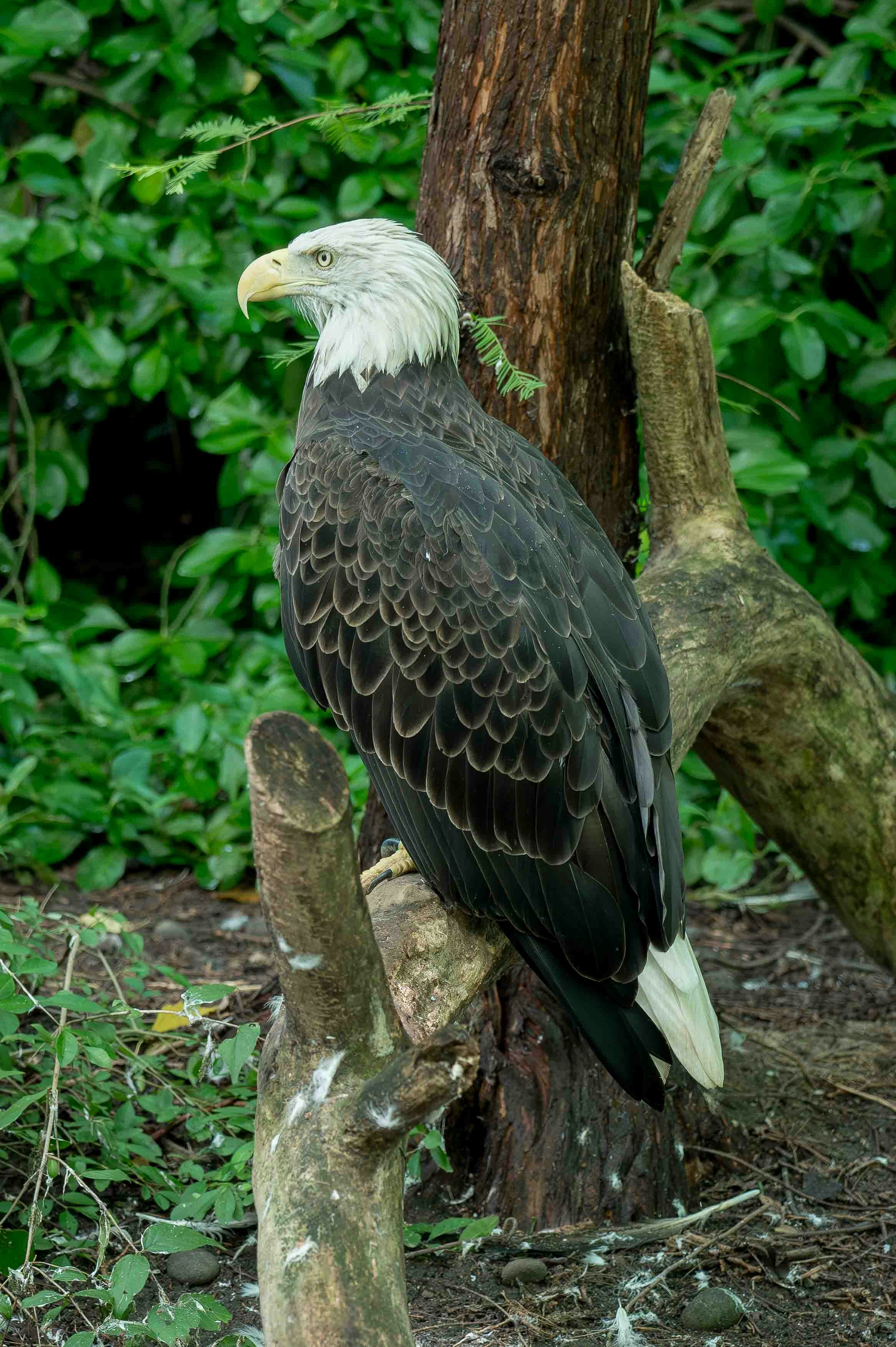 Regal Stare: A Bald Eagle Perched Among Green Canopy