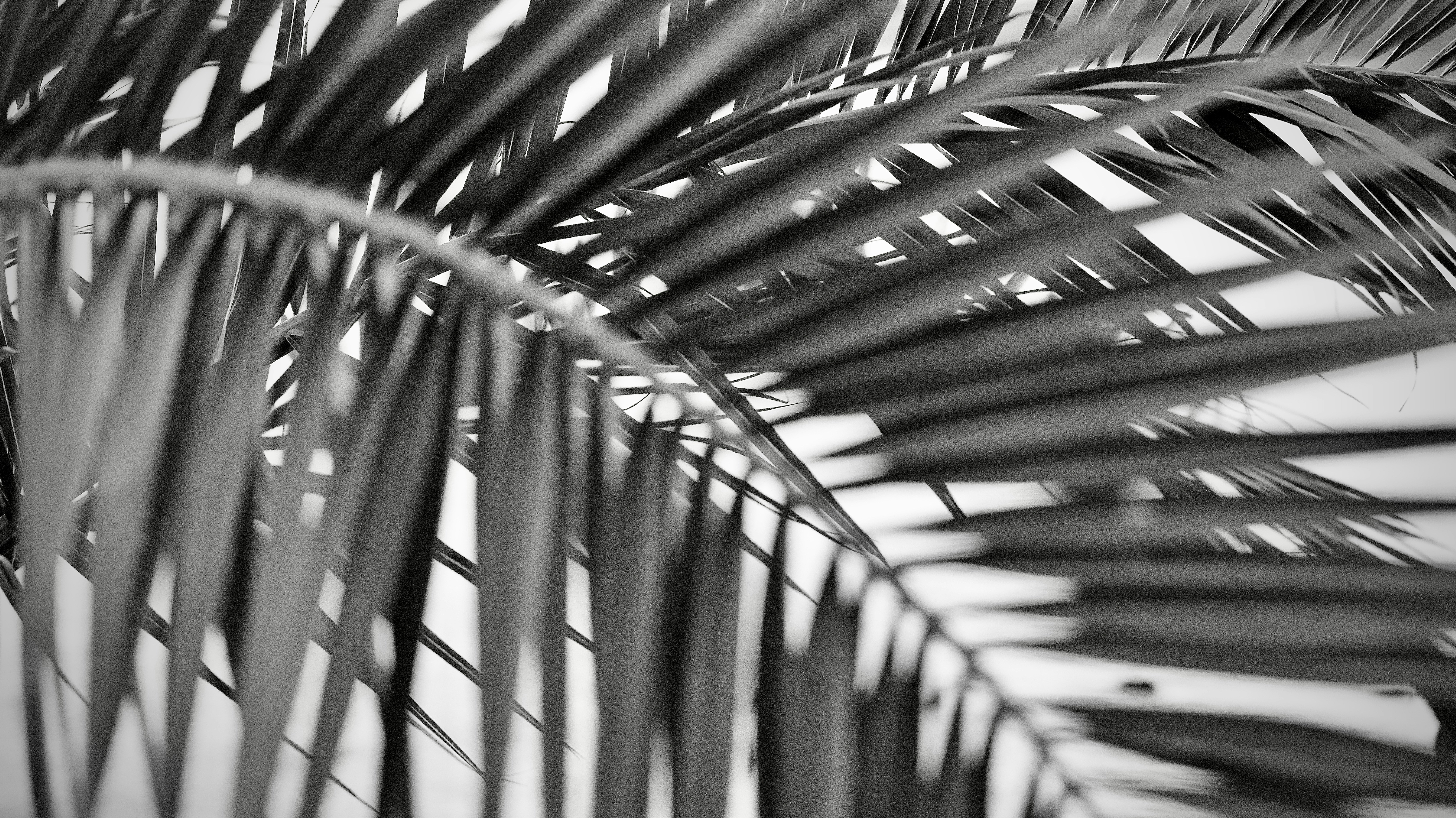 Monochrome Fronds: A Study in Windward Geometry