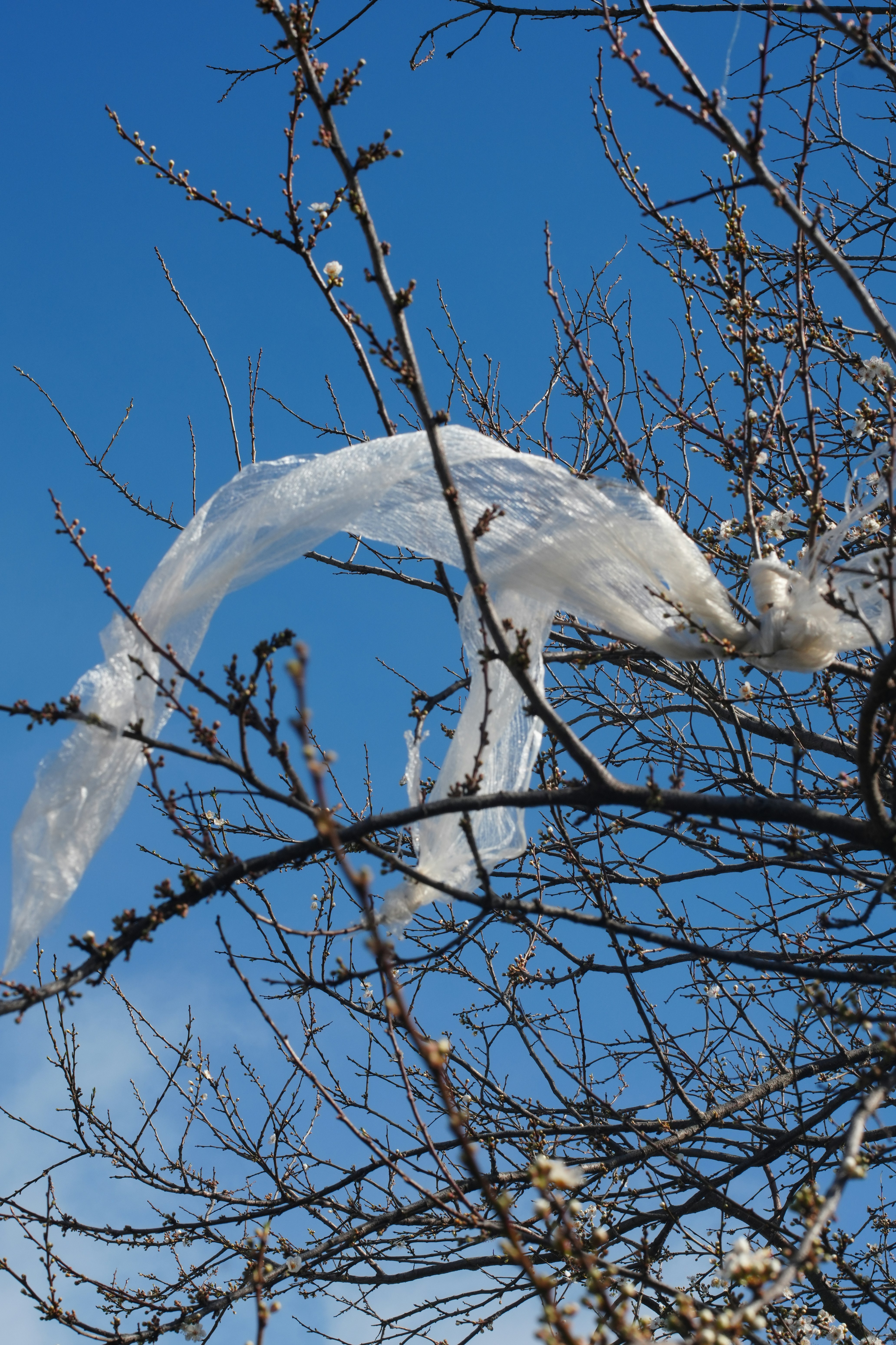 Blue Sky and Tattered Silk: A Draped Window of Winter Branches