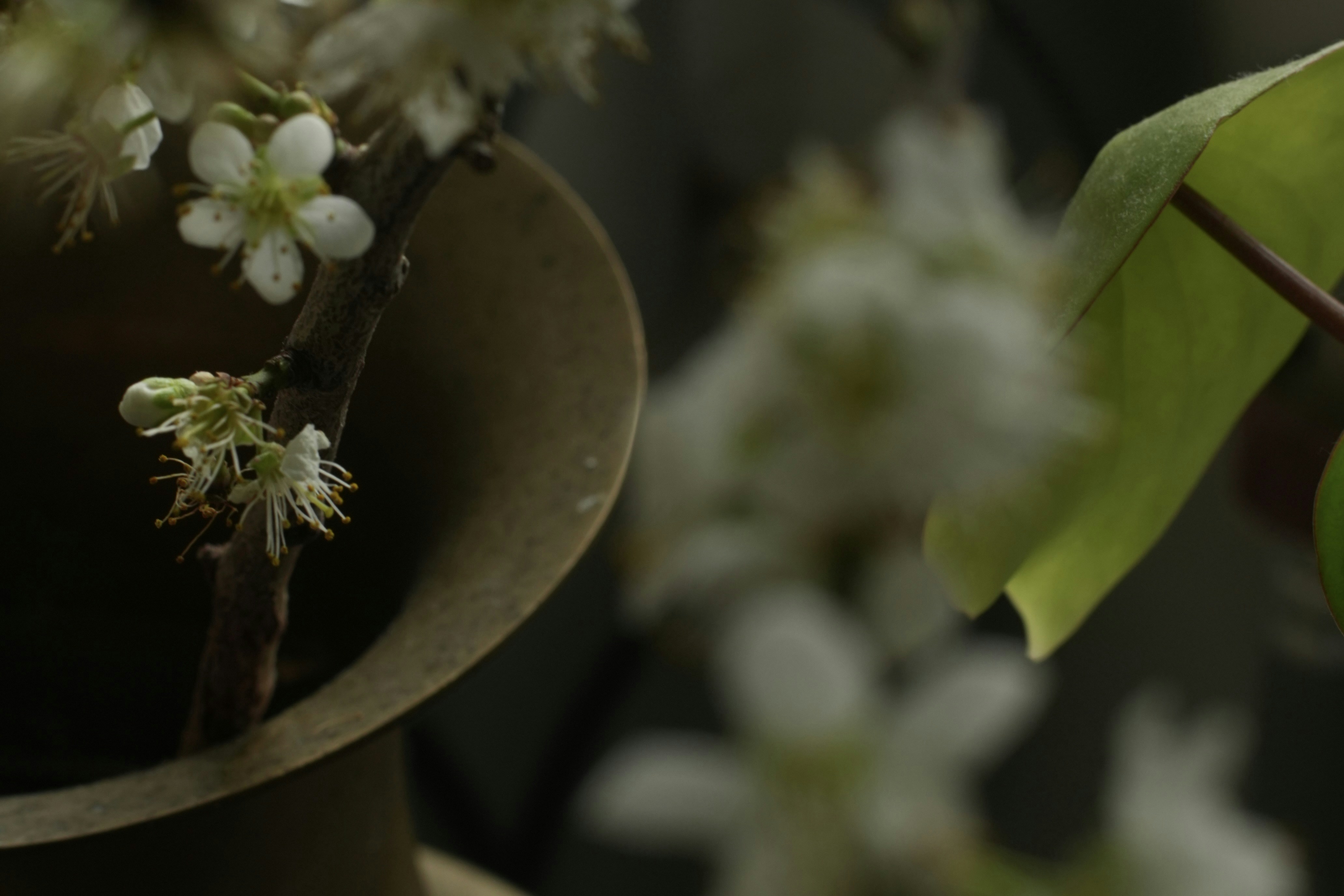 Blossoms and Vessel: Quiet Portrait of Fragile Detail