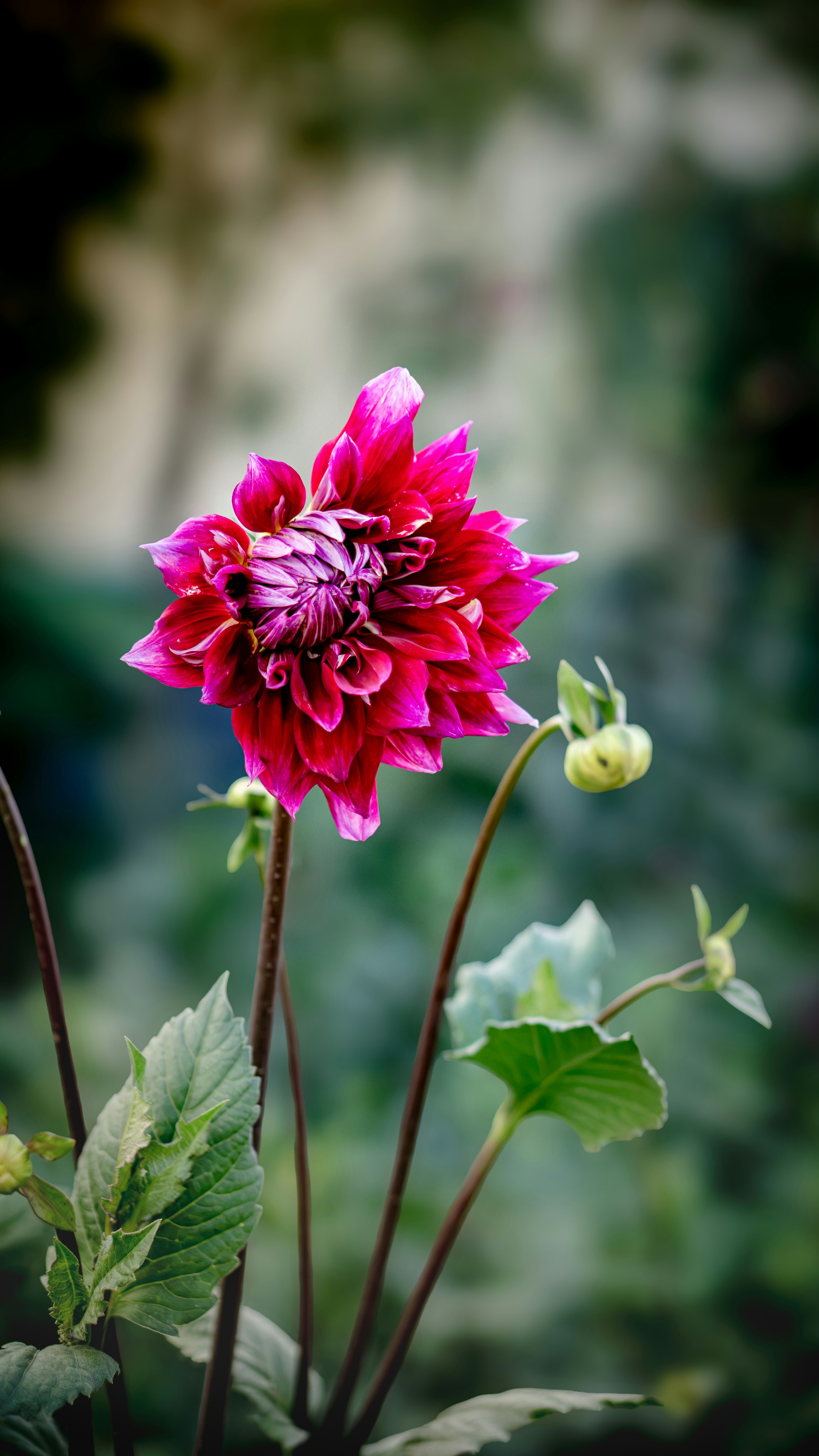 Crimson Dahlia Reaching Toward a Quiet Garden