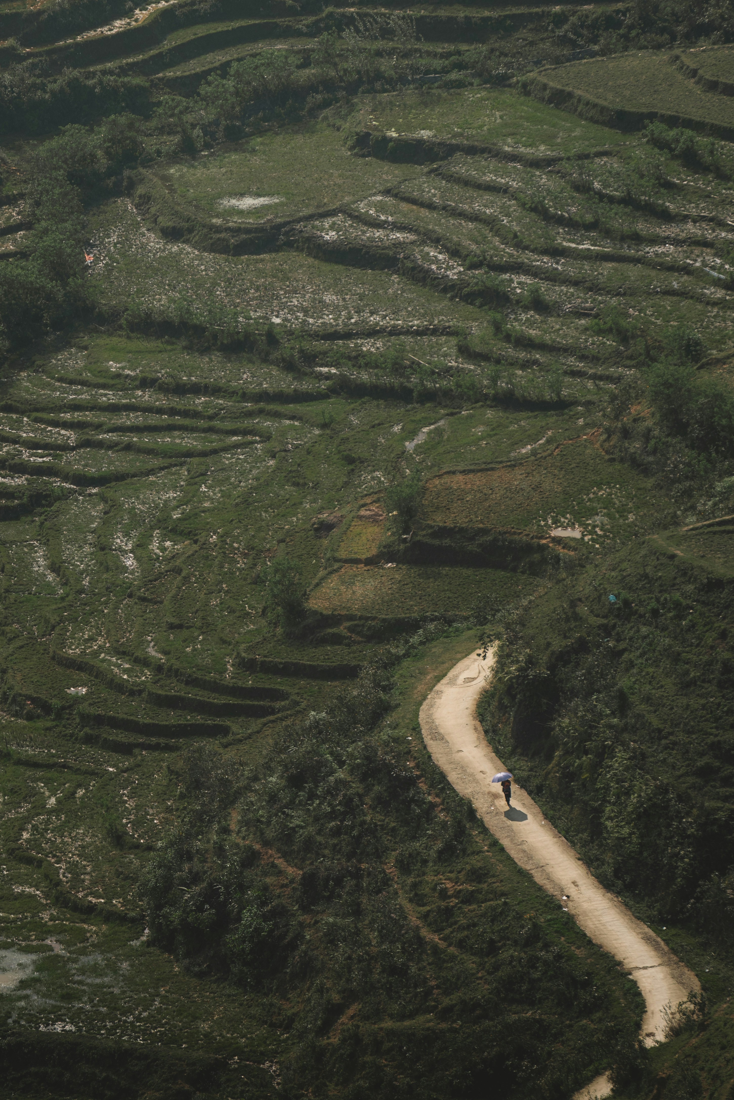Winding Path through Terraced Greenery
