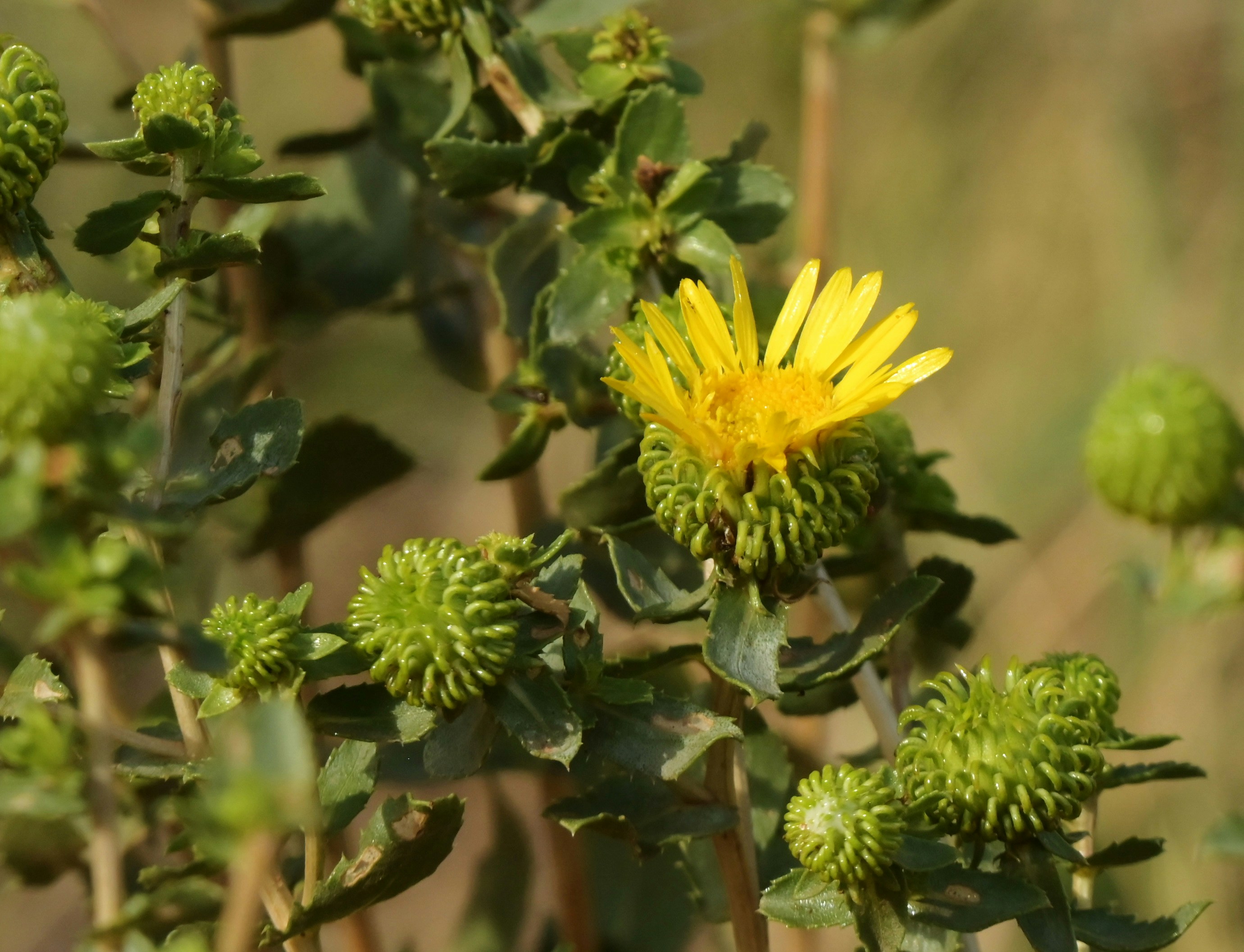 Golden Bloom Surrounded by Emerald Spurs