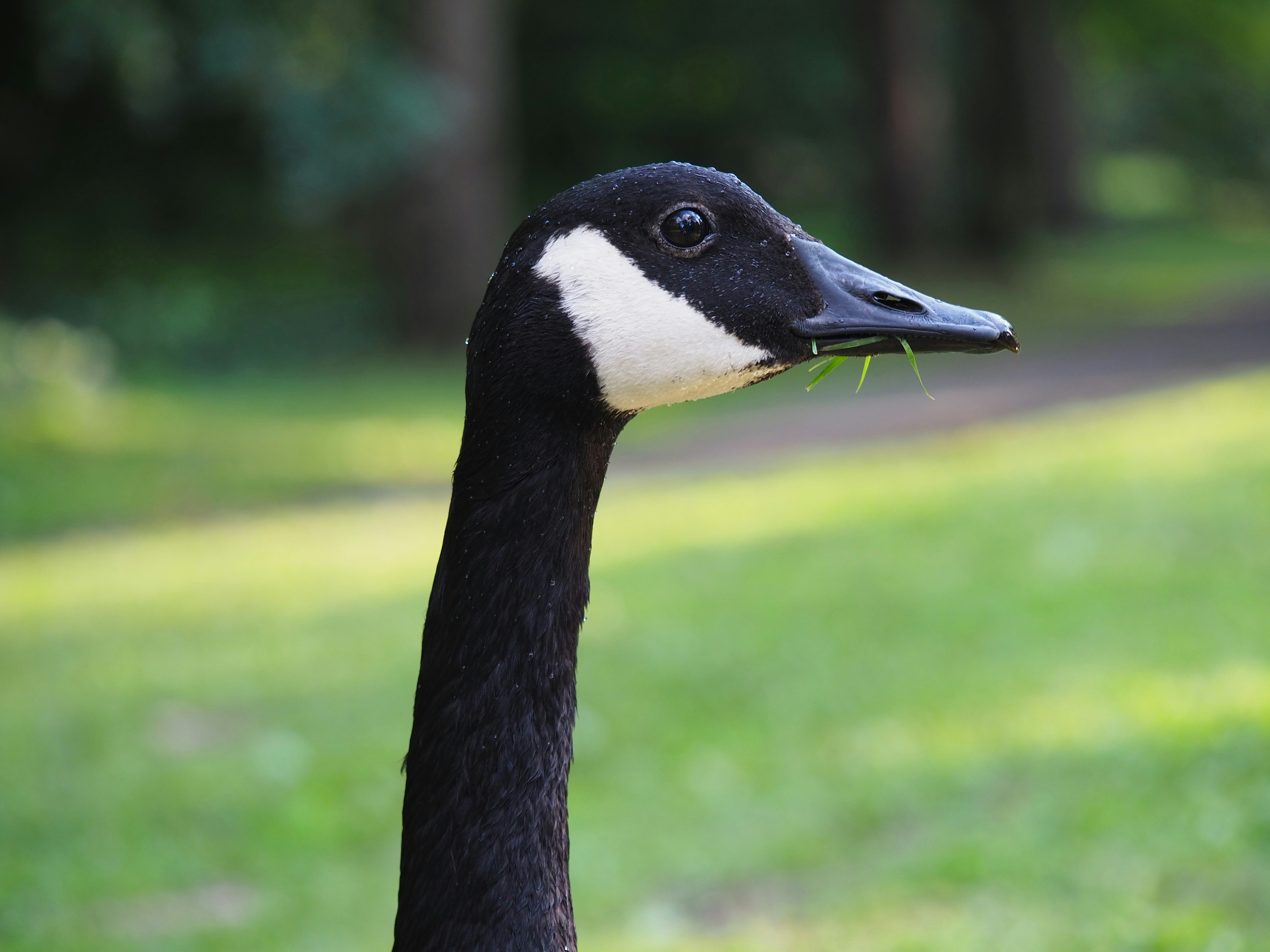 Close-up of a Canada goose in a sunlit park with a leafy background