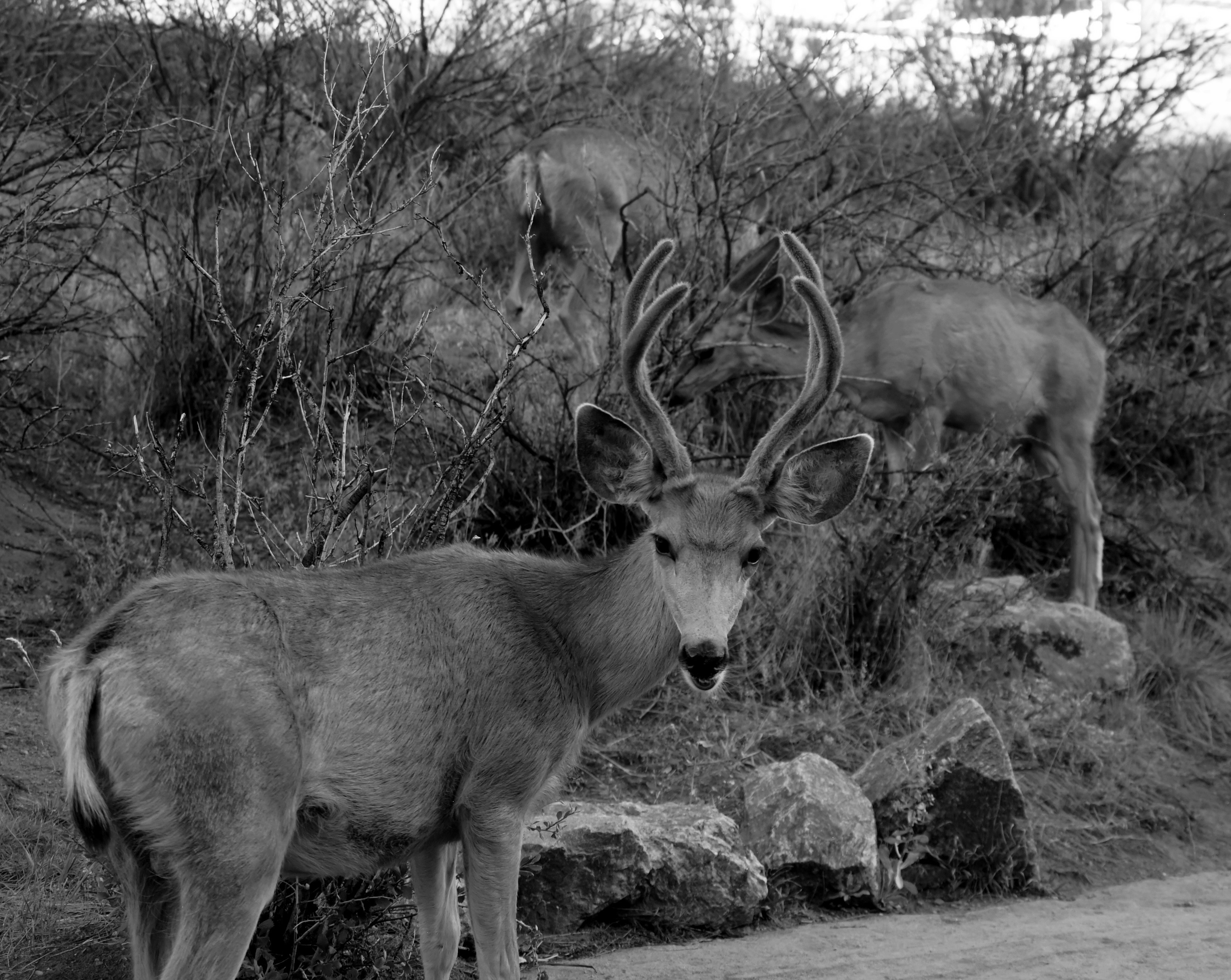 Two deer stand among rocks and brush in grayscale; a foreground buck with antlers eyes the camera while another deer browses in the background.