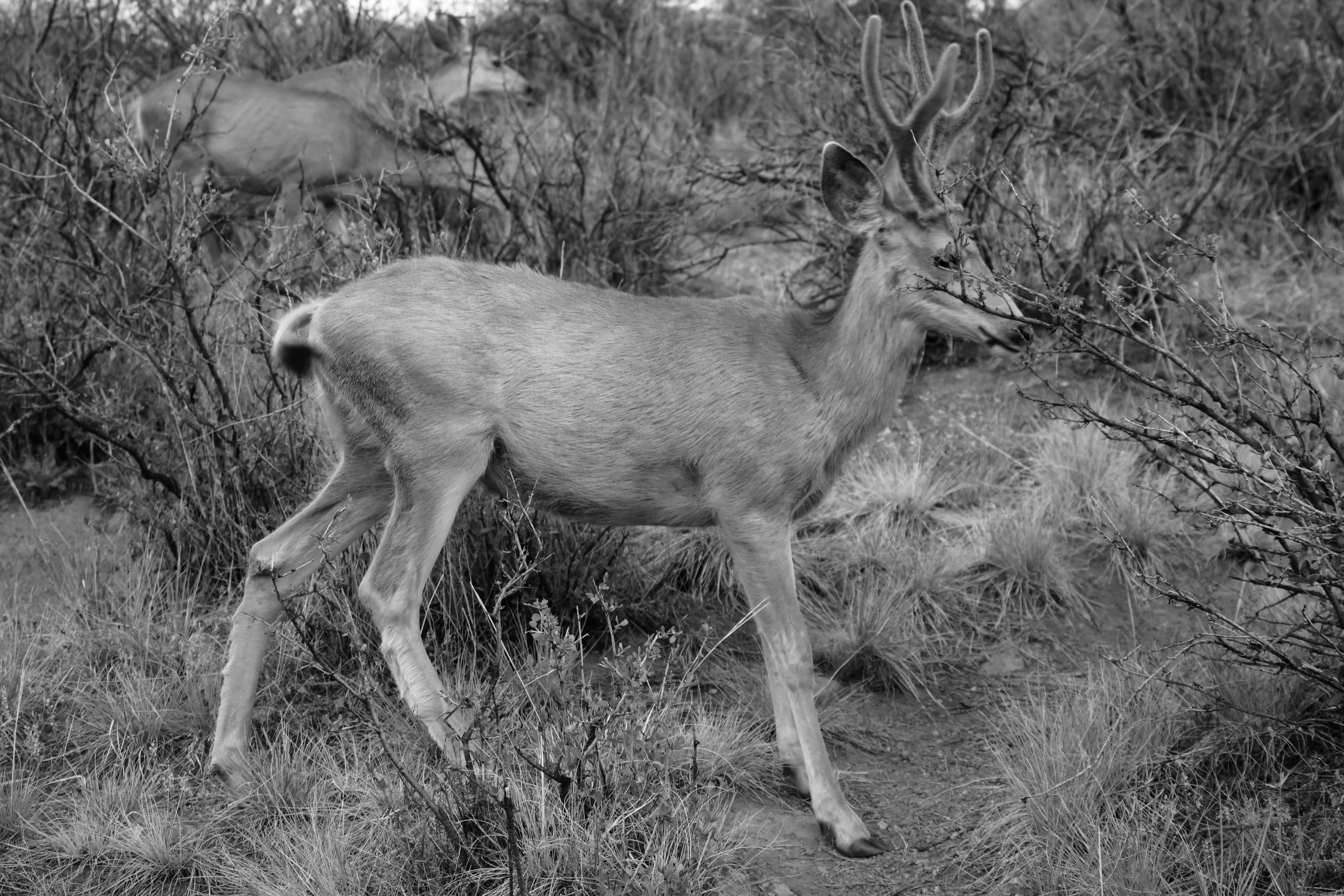 Waiting in the Grass: A Buck in Quiet Stance