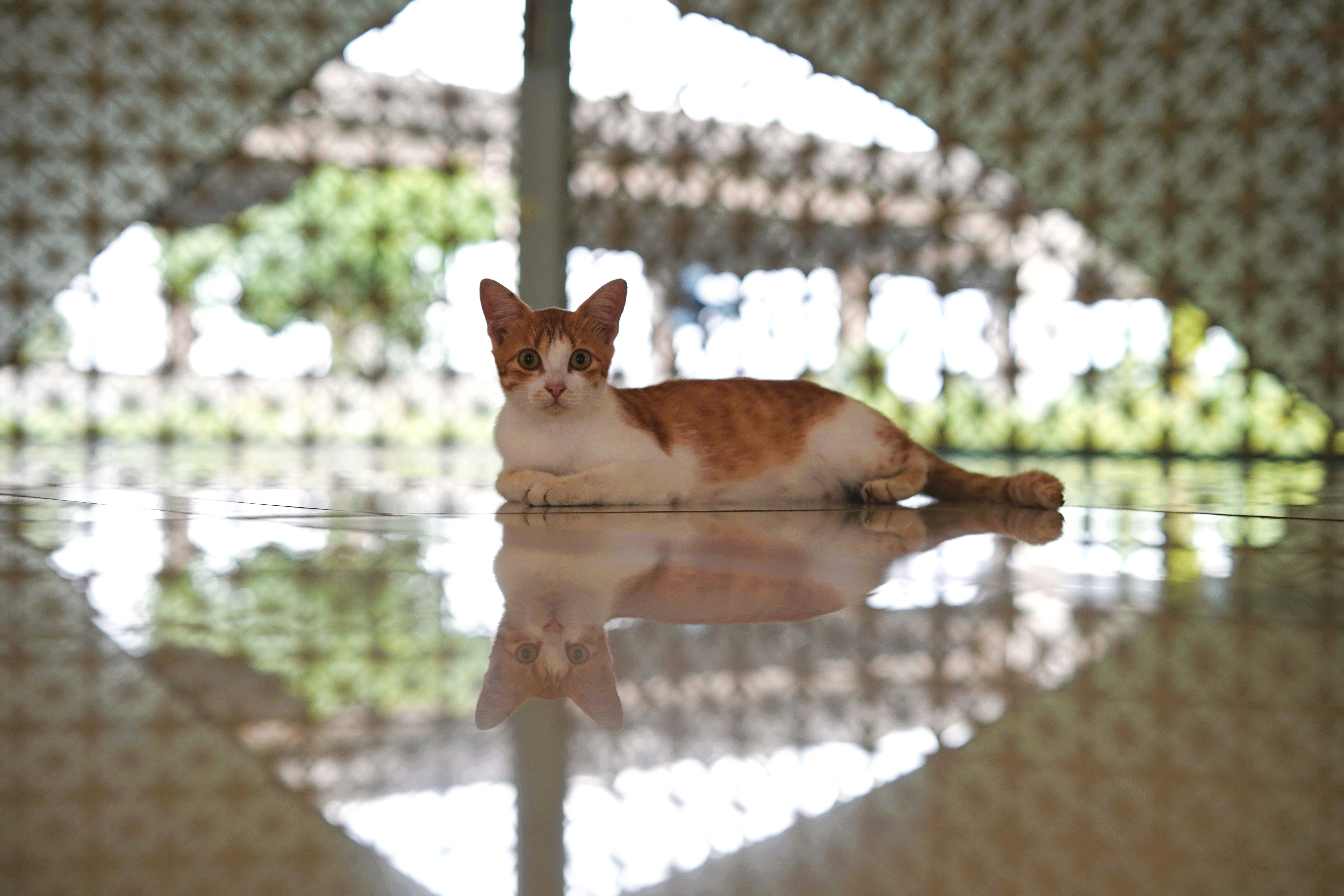 Reflection in Quiet Lull: A Cat Reposed on a Shimmering Surface