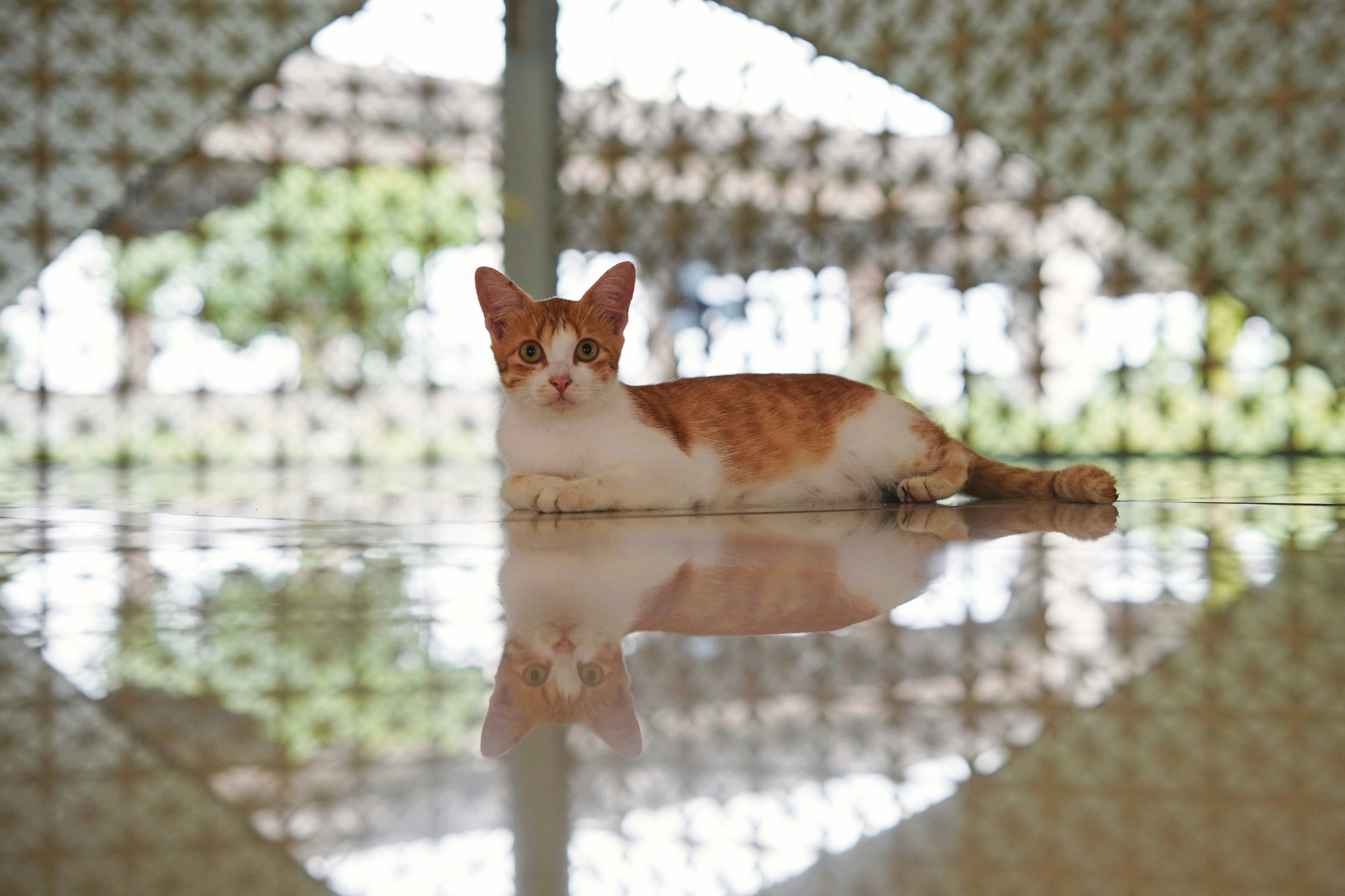 Glass-cat: A Quiet Repose in a Reflective Gallery