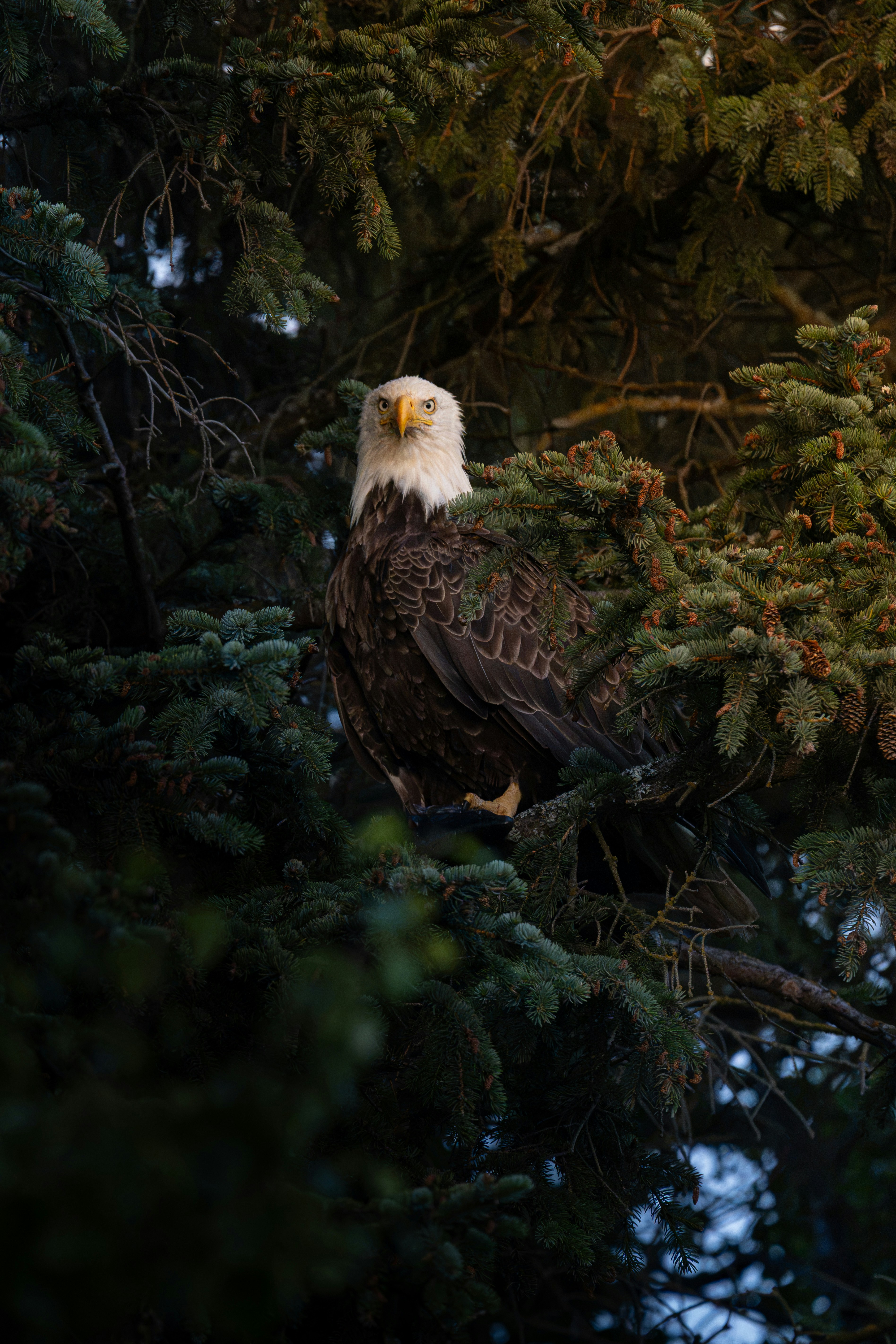 Watchful Eye in the Evergreen Thicket