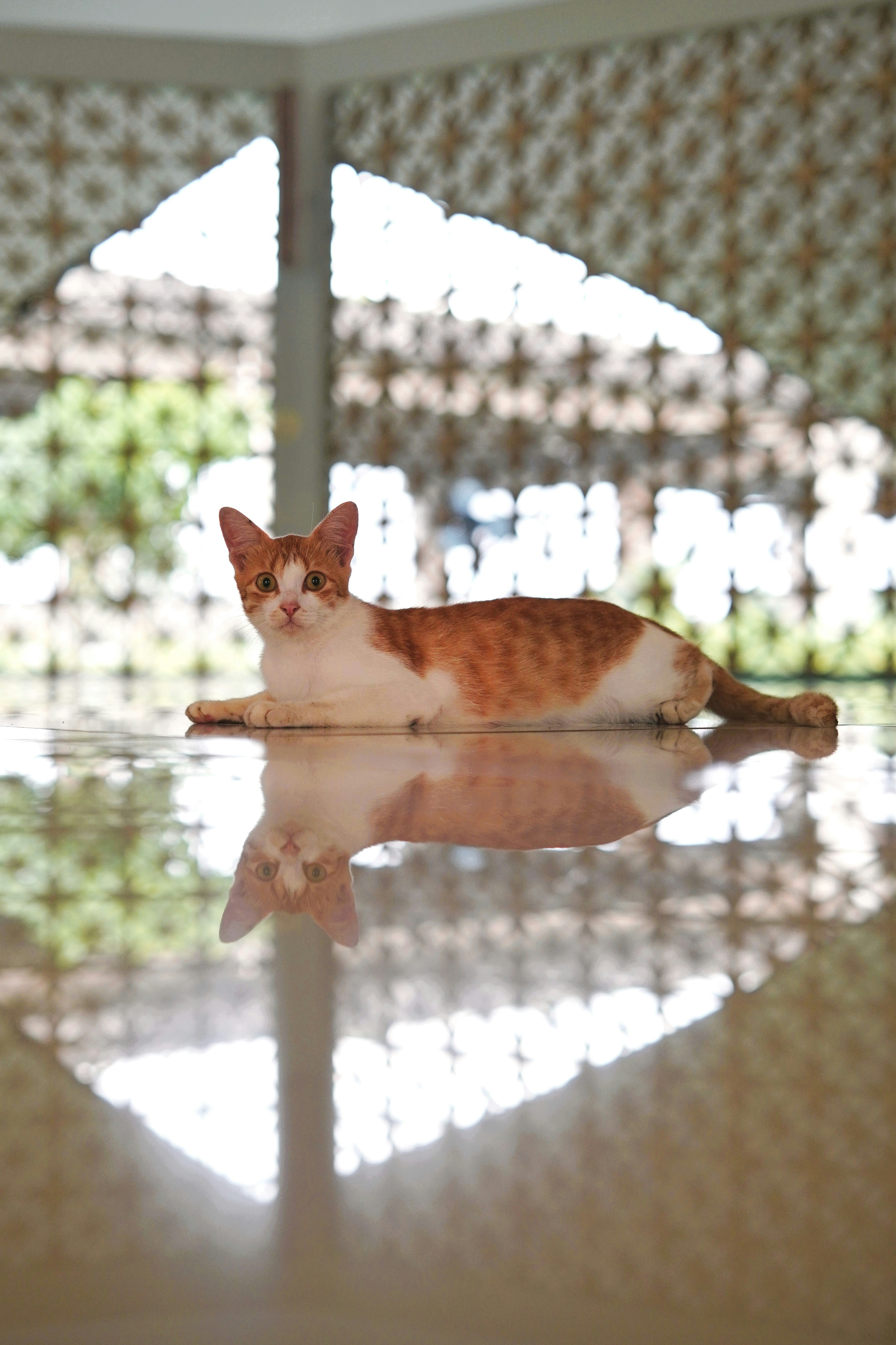 Cat at Rest, Mirror-Soft Reflections