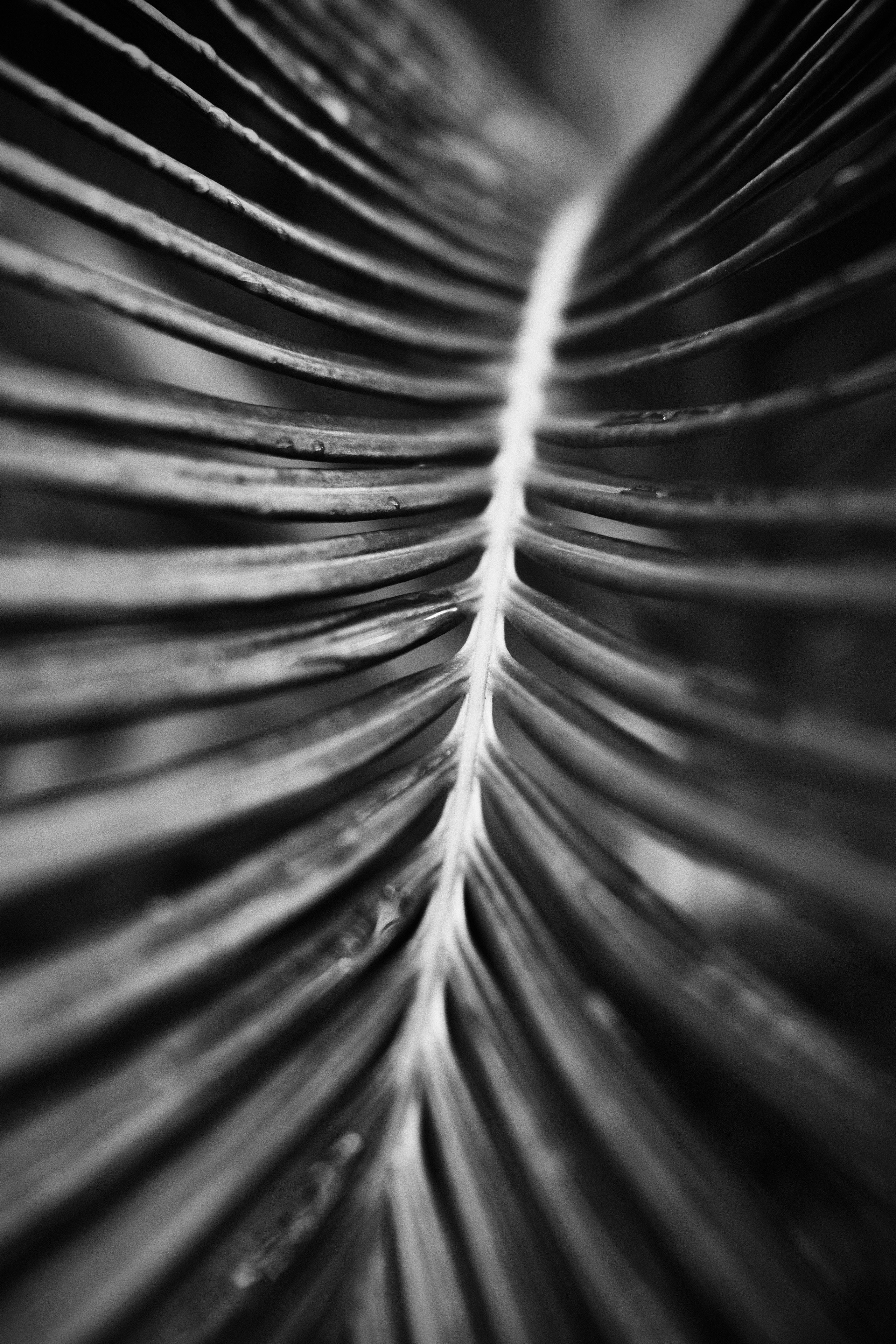 Monochrome Vein: A Macro Wake of Textured Fronds