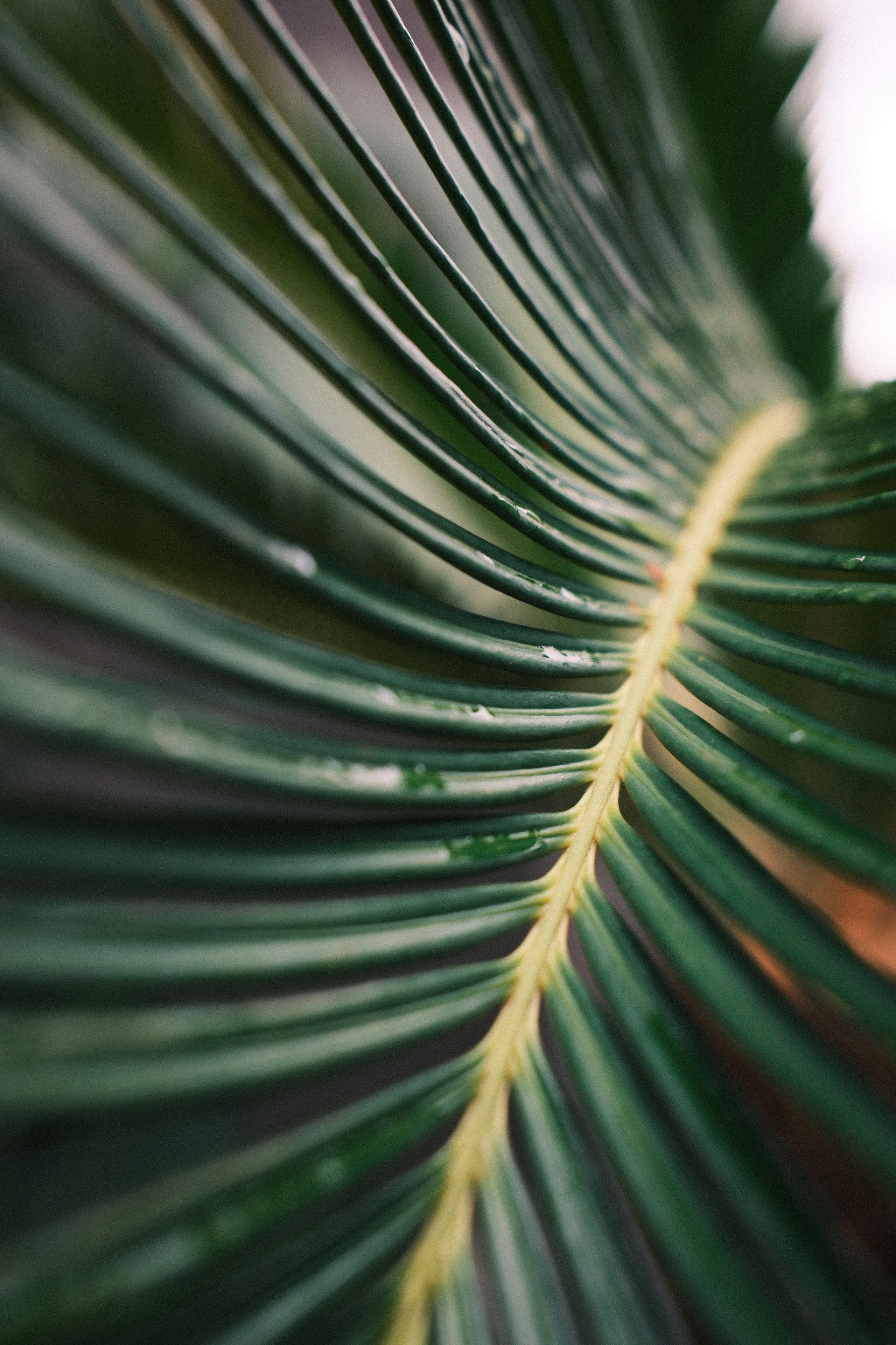 Verdant Spine: A Tropical Frond in Quiet Focus