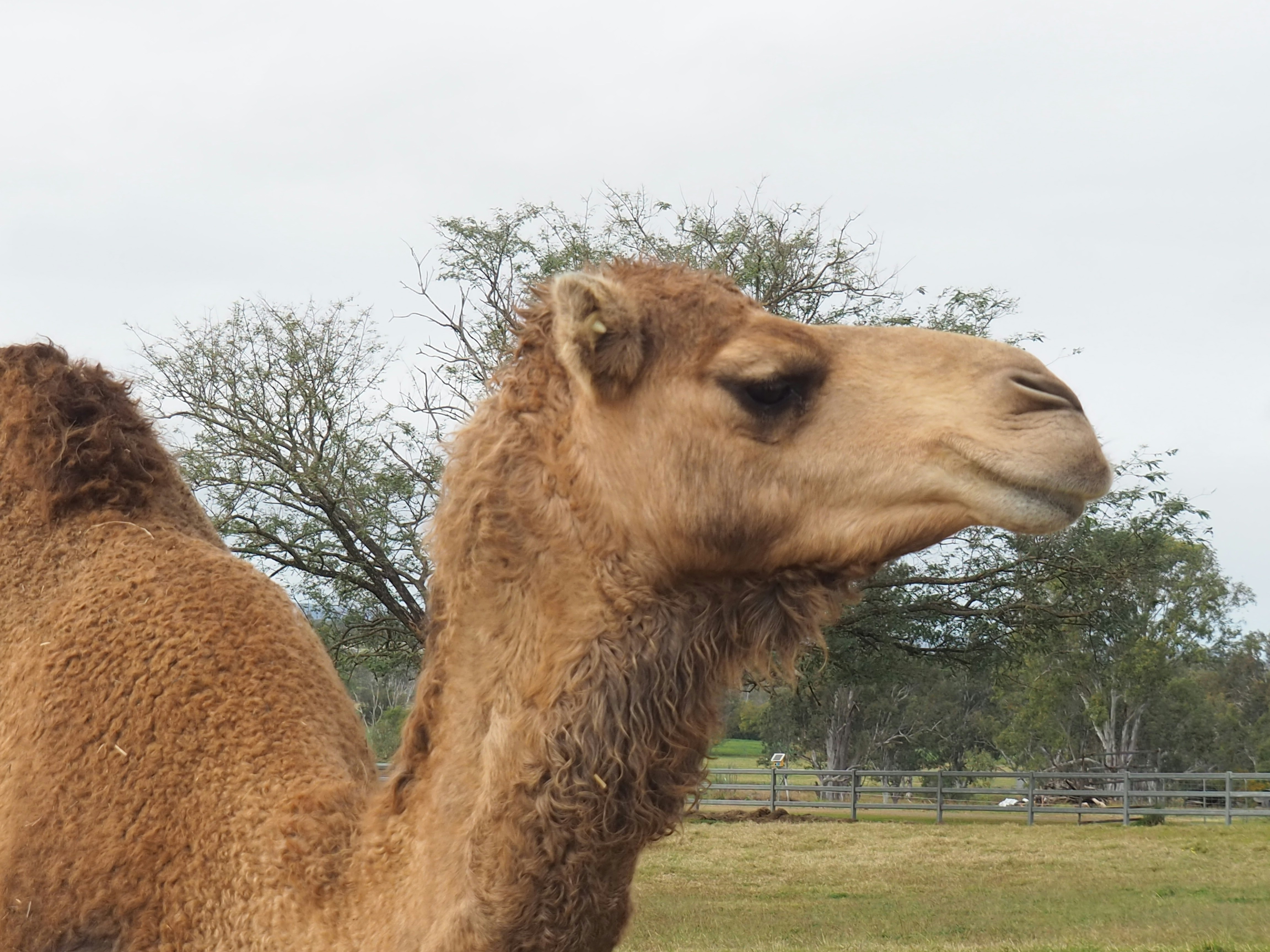 Close-up of a camel in a fenced paddock, head turned in profile with a calm gaze; natural outdoor setting with trees and grass in the background.