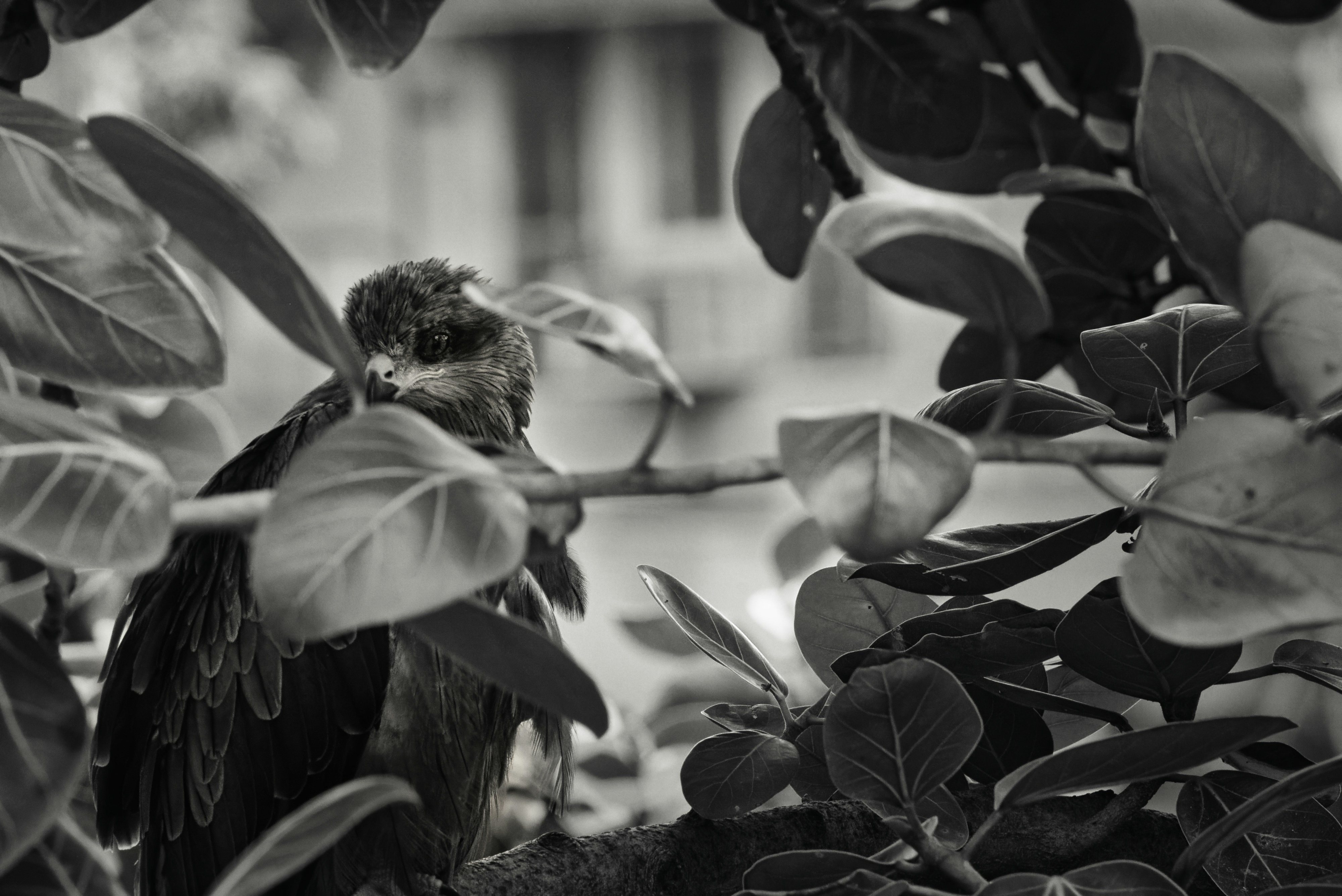 Hidden Perch: A Sparrow Among Leaves