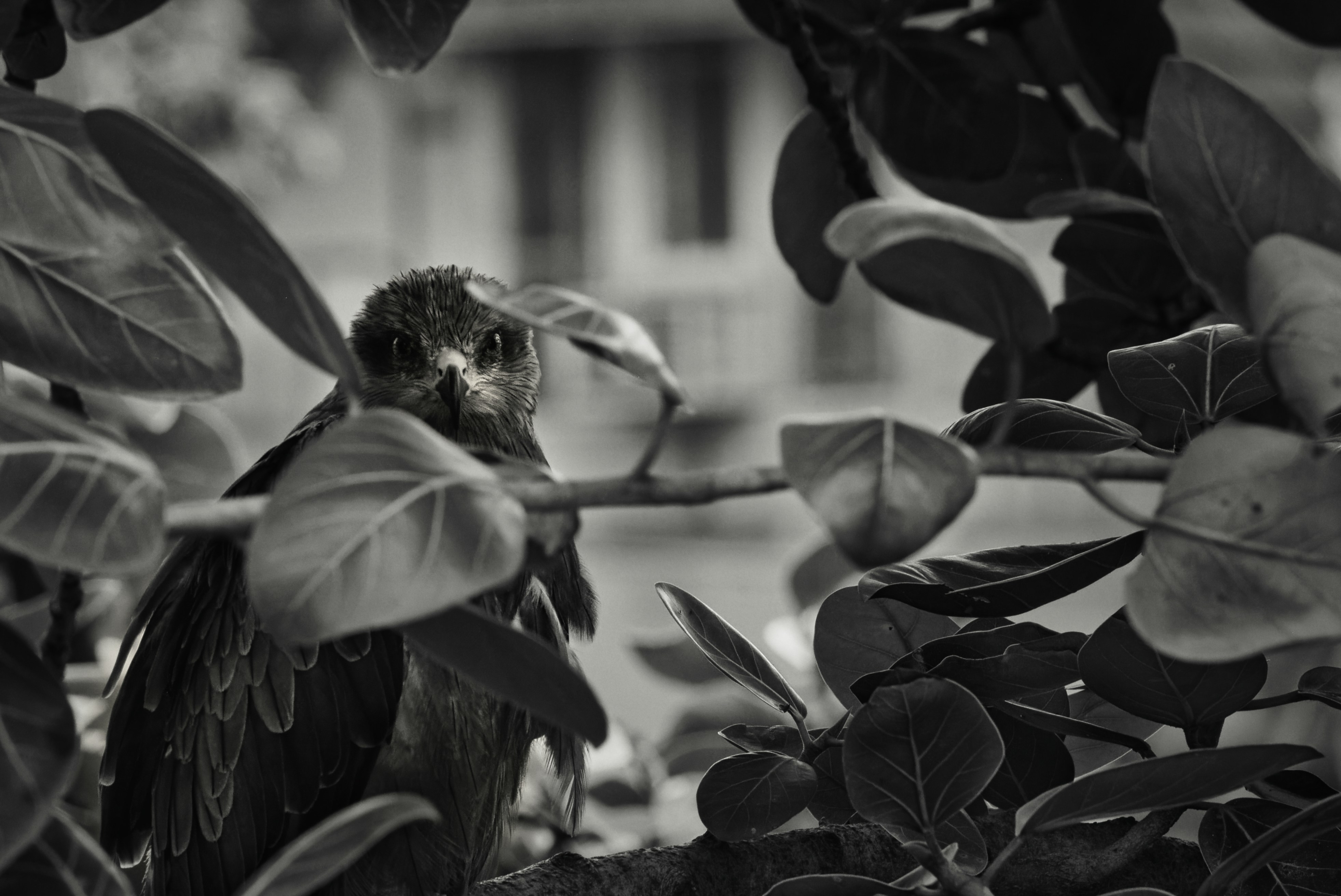 Hidden in the Leaves: A Wet-Feathered Moment
