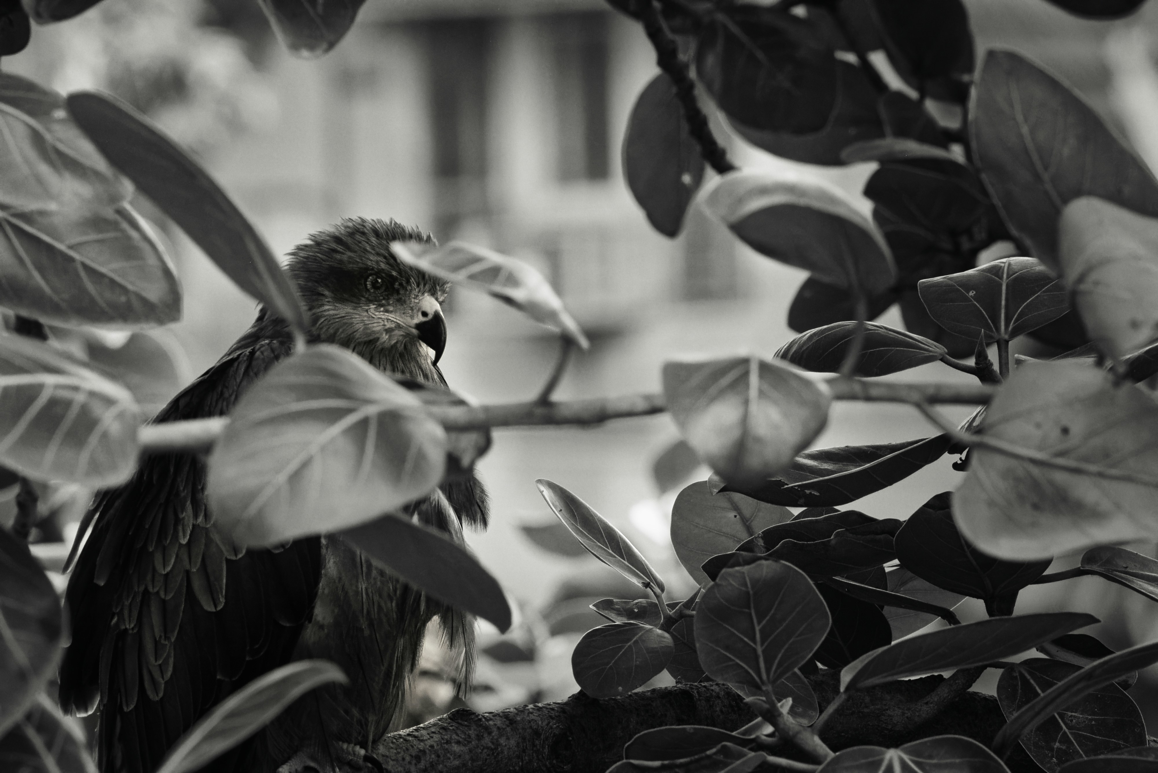 Dusky Parrot portrait in a shadowed garden