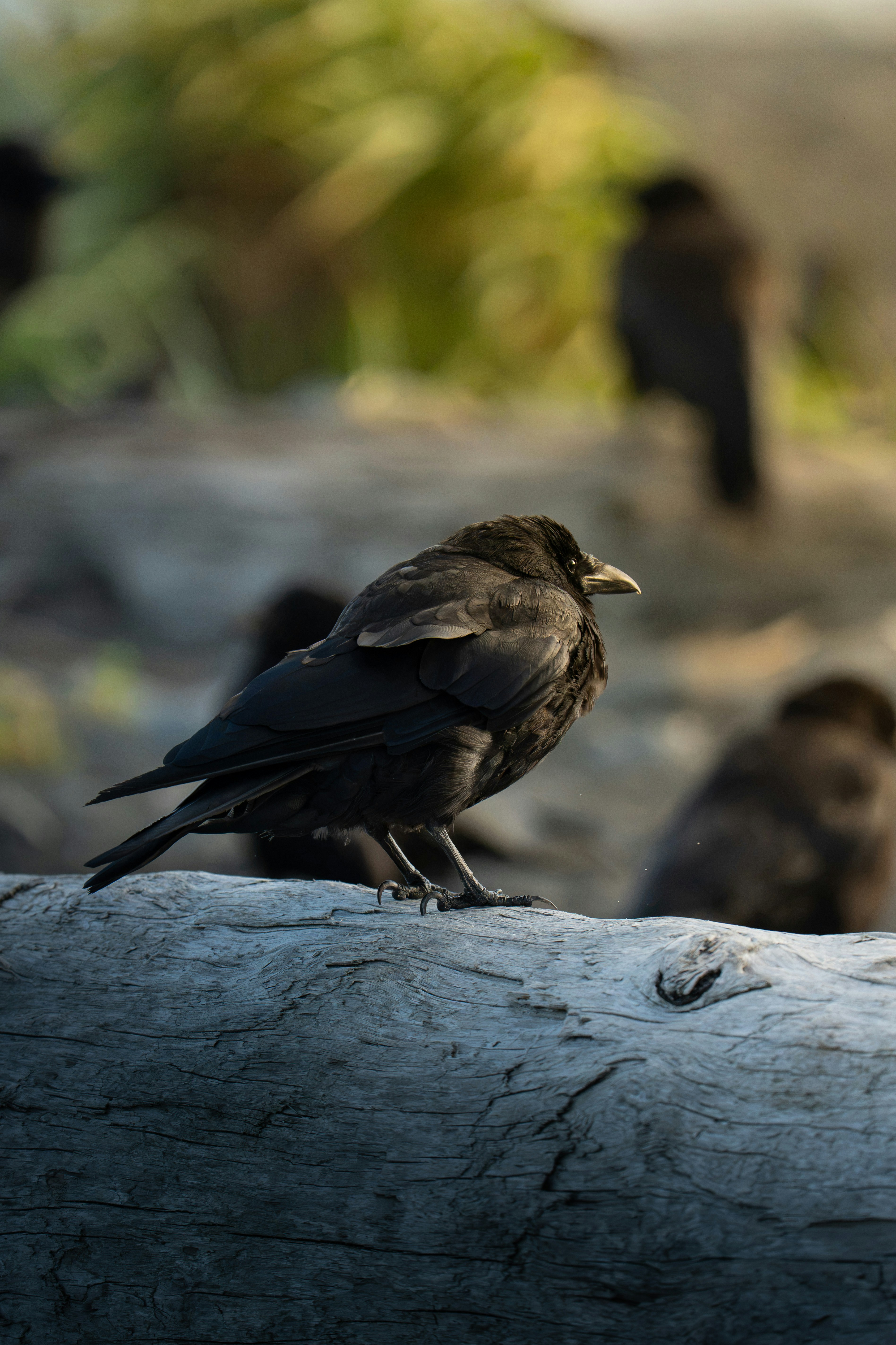 Dark Crow on Weathered Driftwood: Quiet Focus in a Dappled Scene