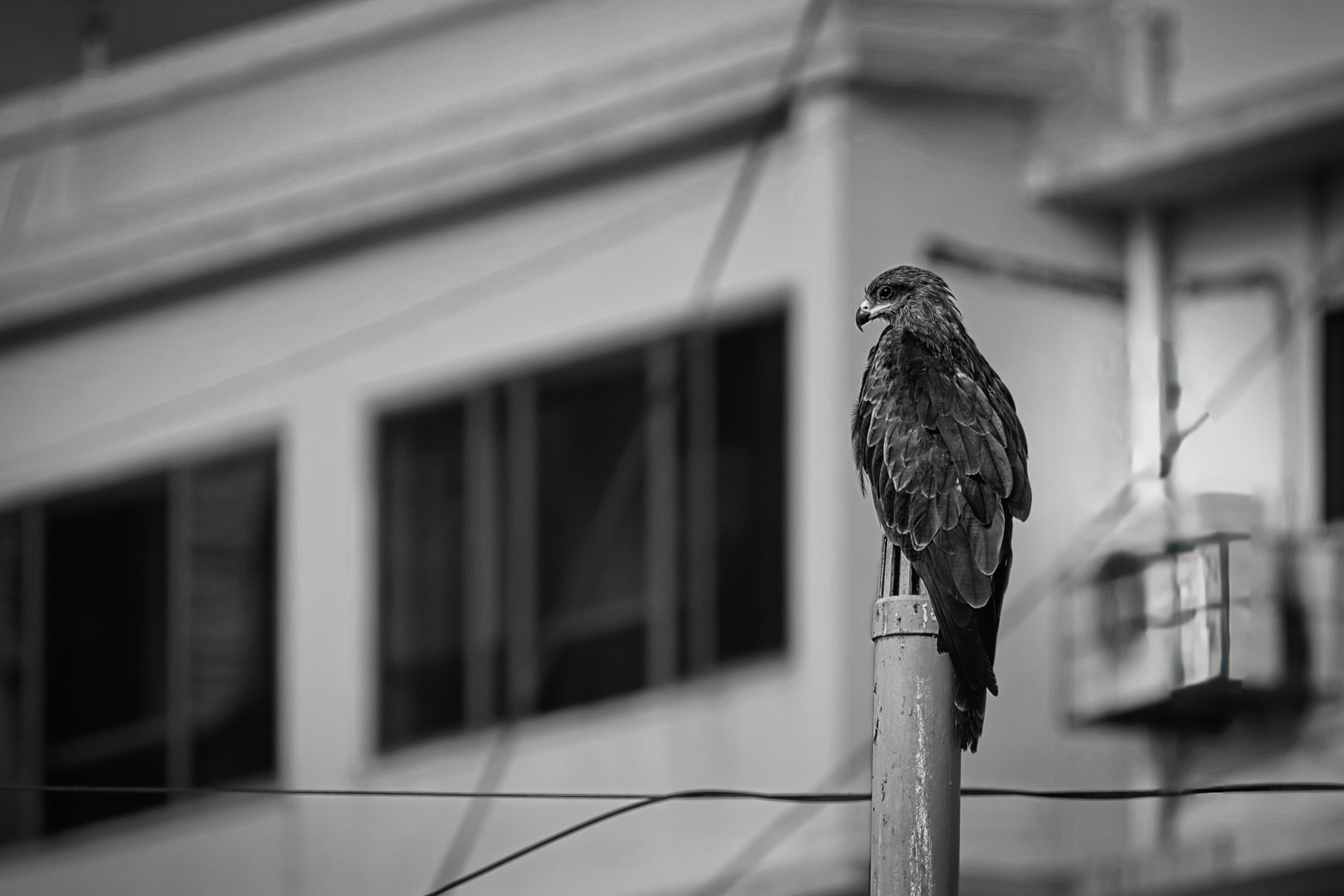 Perched Witness: A Pigeon Governs a Quiet Rooftop Drama