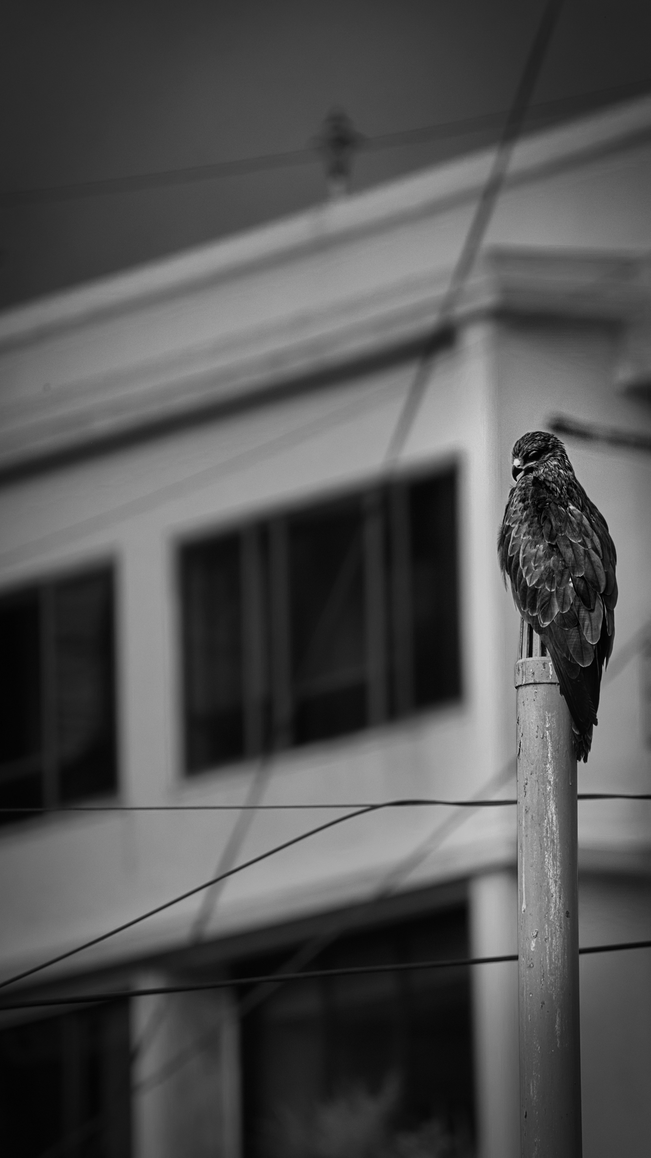 Perched Silent Sentinel Above the Wires