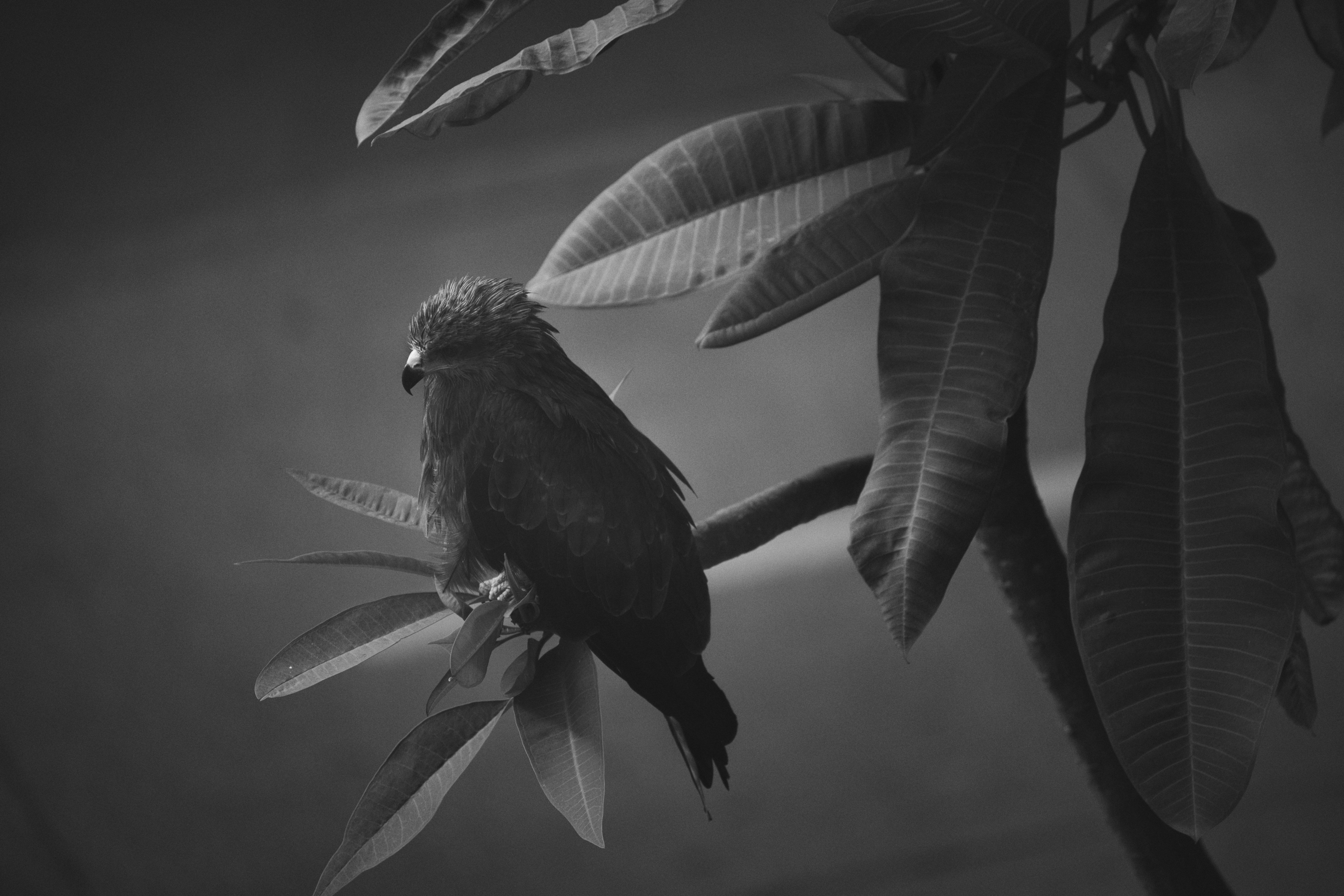 Midnight Perch: A solitary crow on a moonlit branch