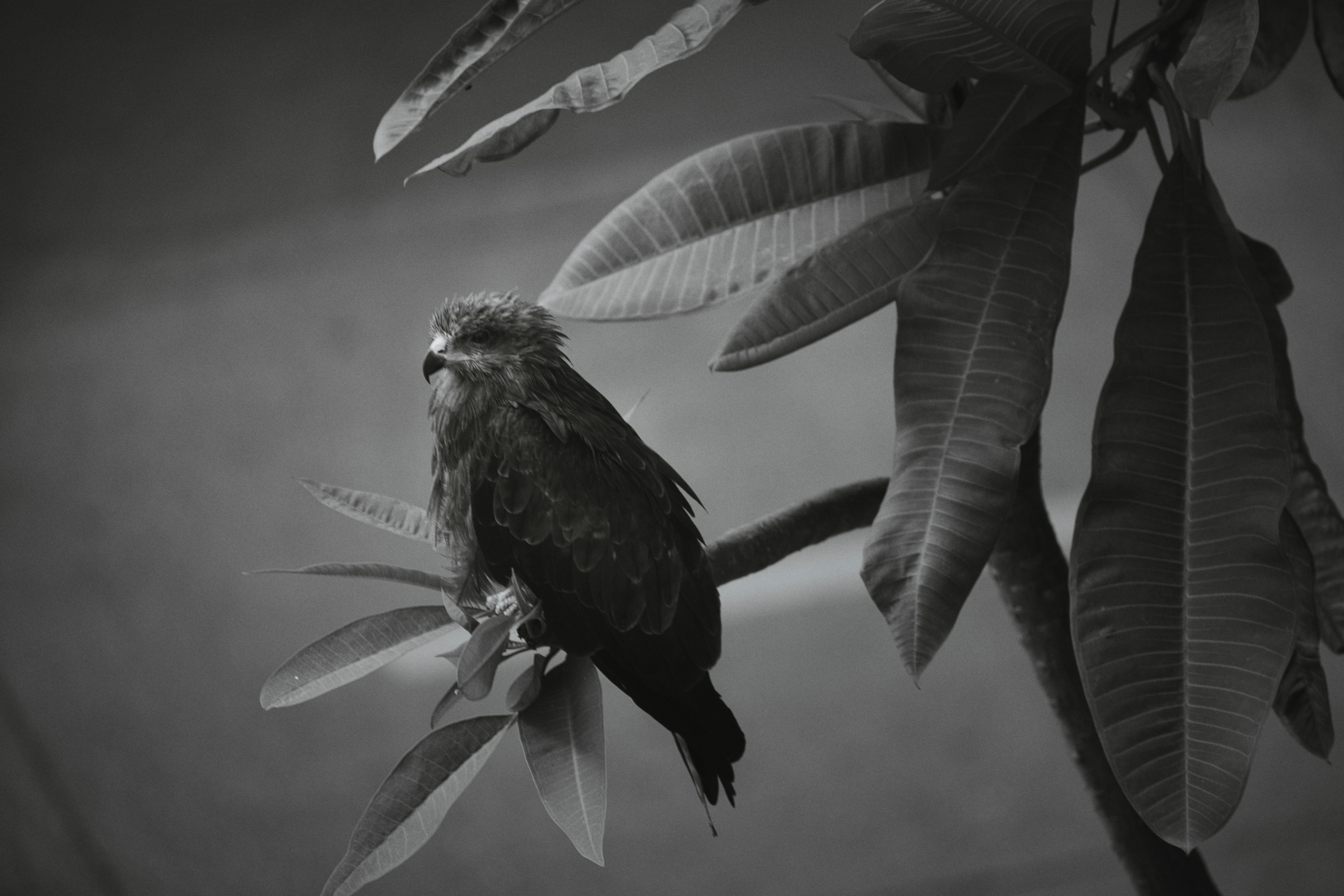 Midnight Mourning: A Black-Feathered Perch Amid Moonlit Leaves