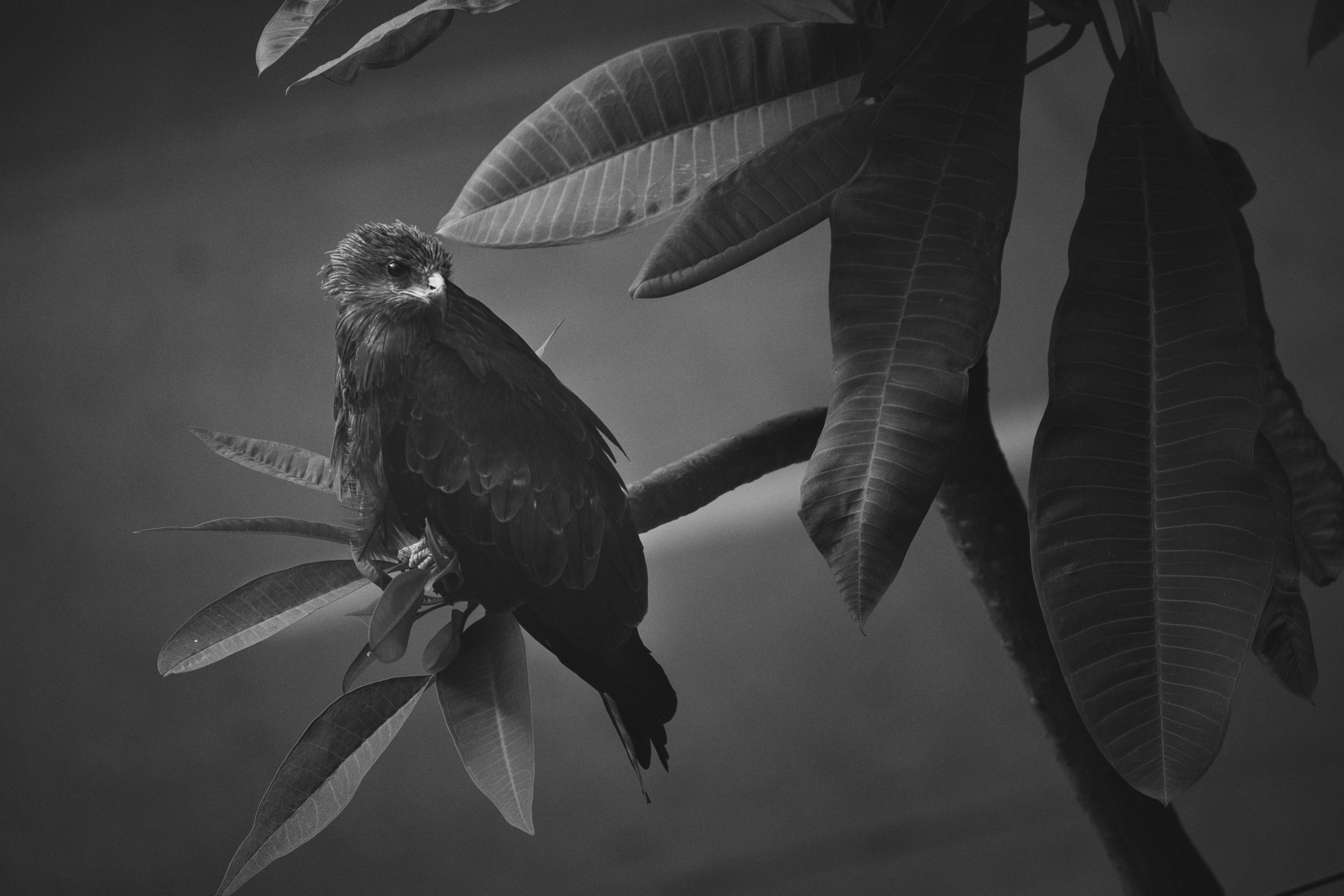 Midnight Perch: A Solo Kingfisher in Monochrome Silence