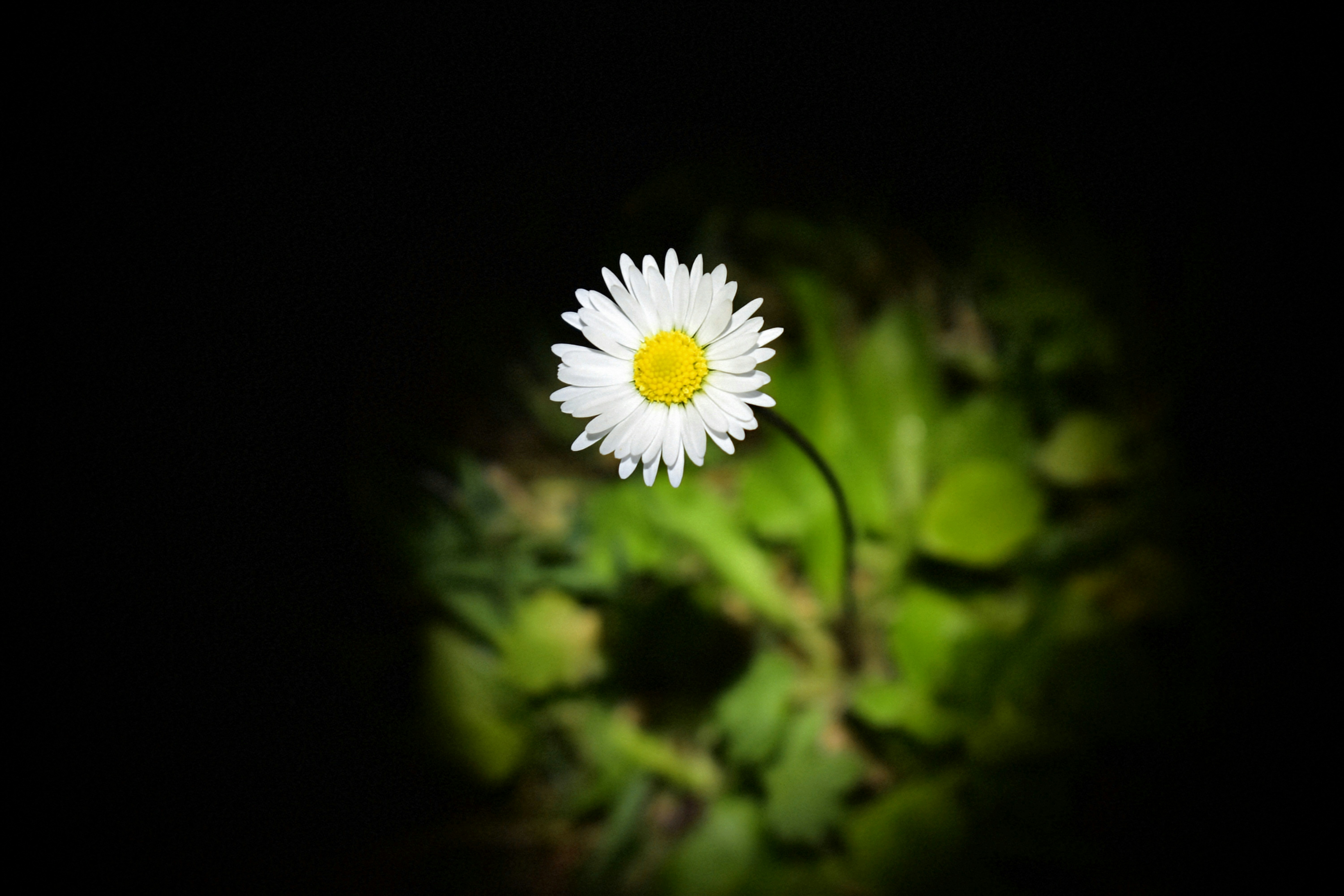 Lone Dandelion Bloom in a Spotlight