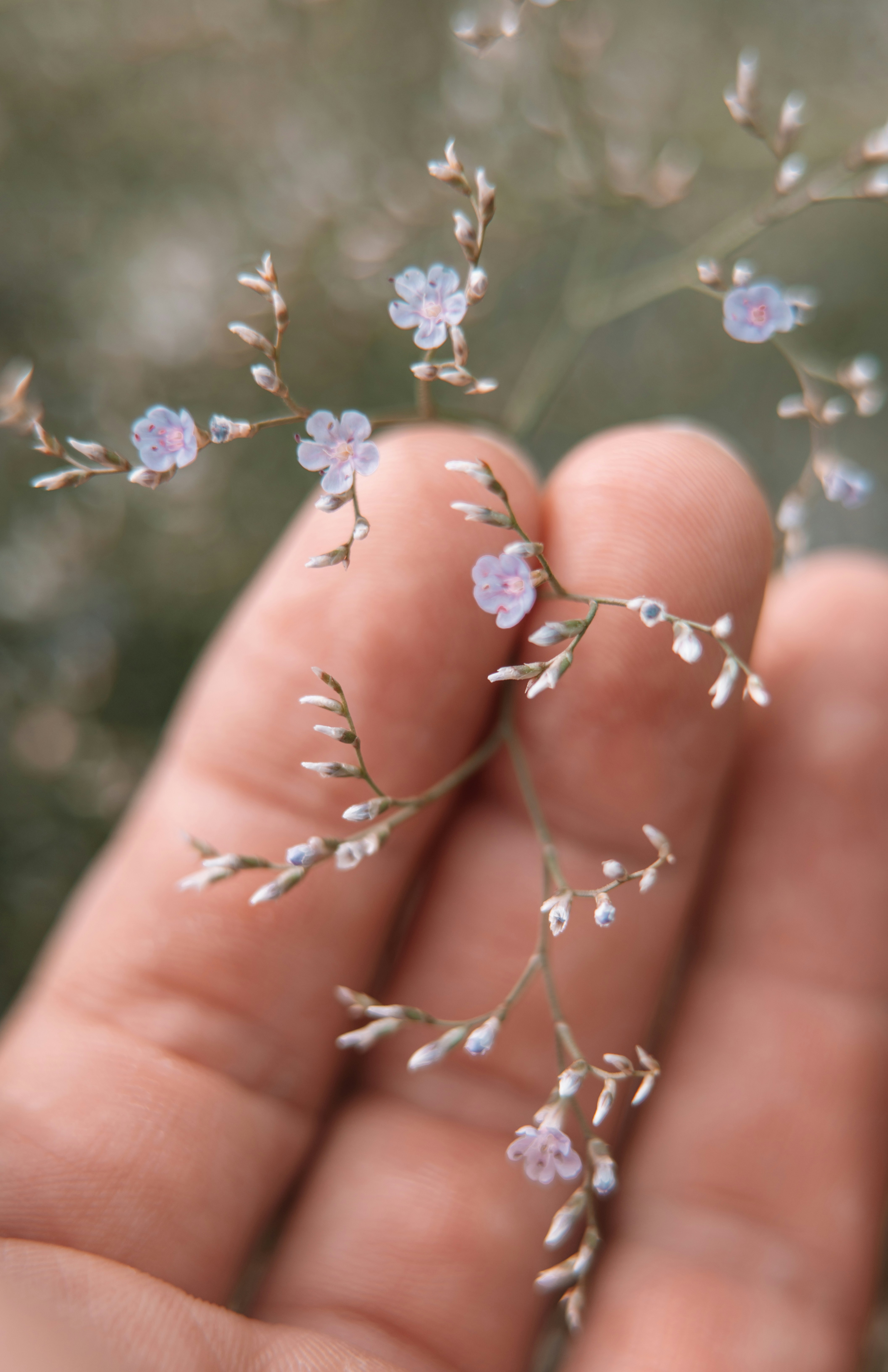 Delicate Blue Blossoms resting on human fingertips