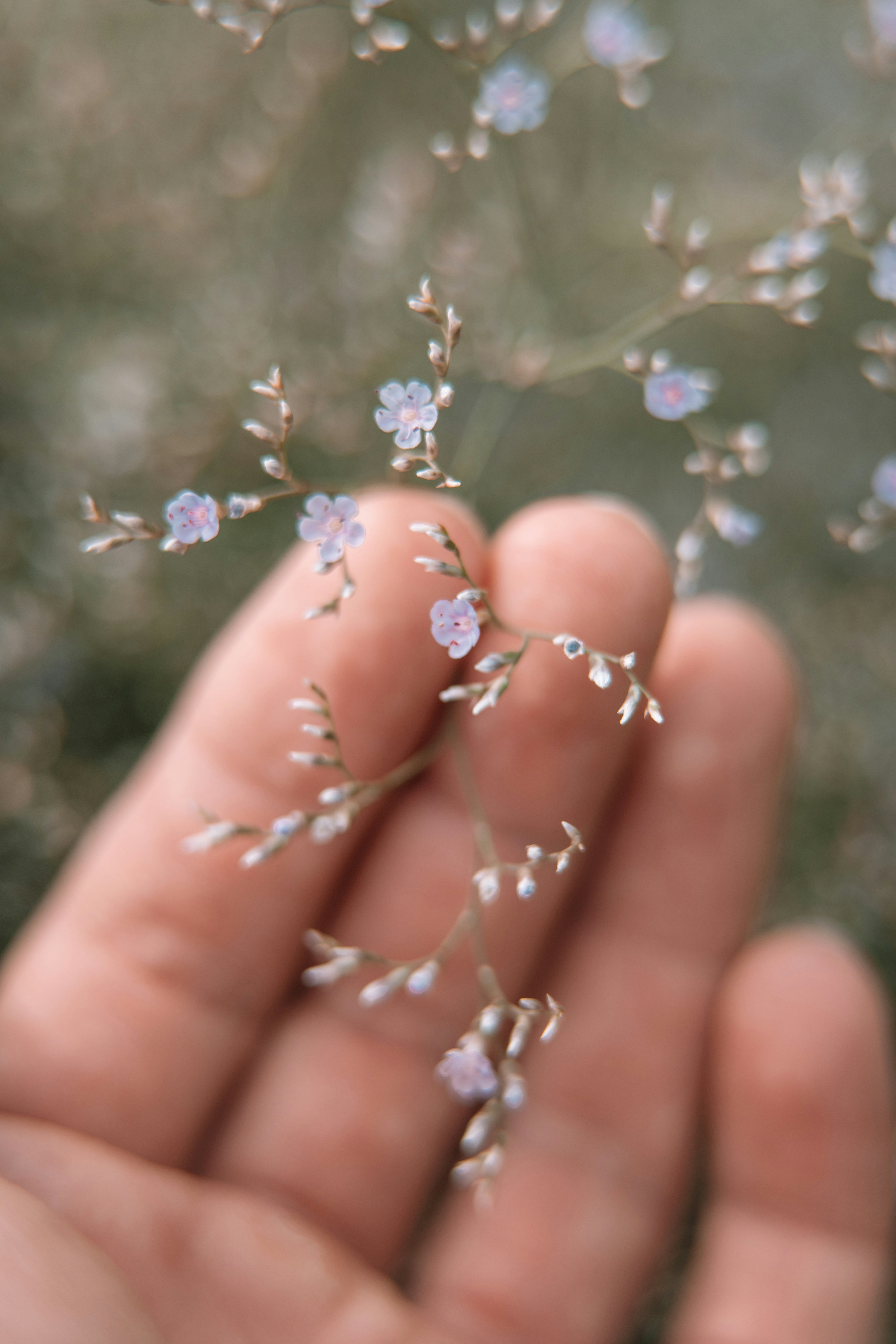 Delicate Bloom Between Fingers: Tiny Flowers in Soft Focus