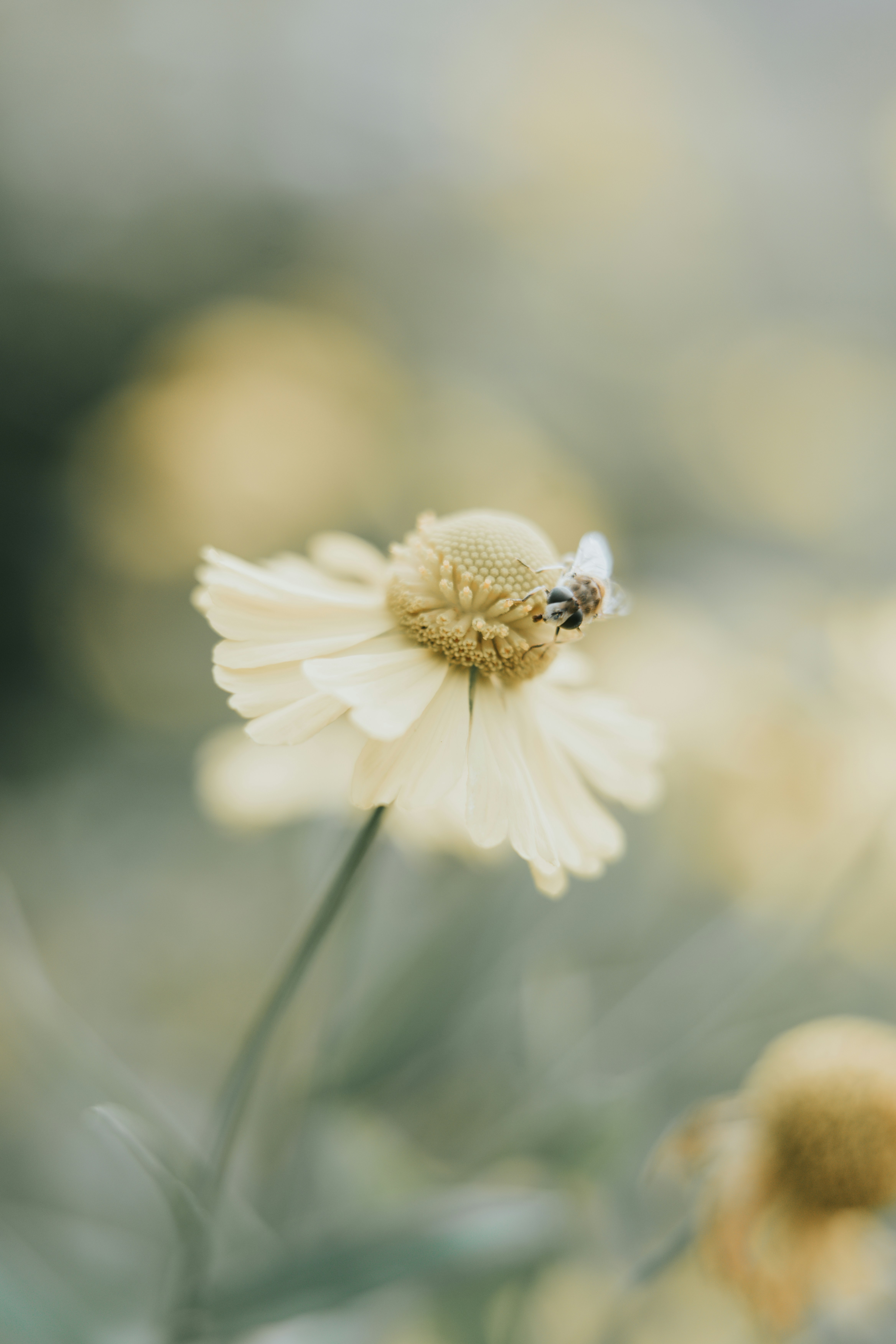 Blooming Solitude: A Soft-Focus Meadow Bee