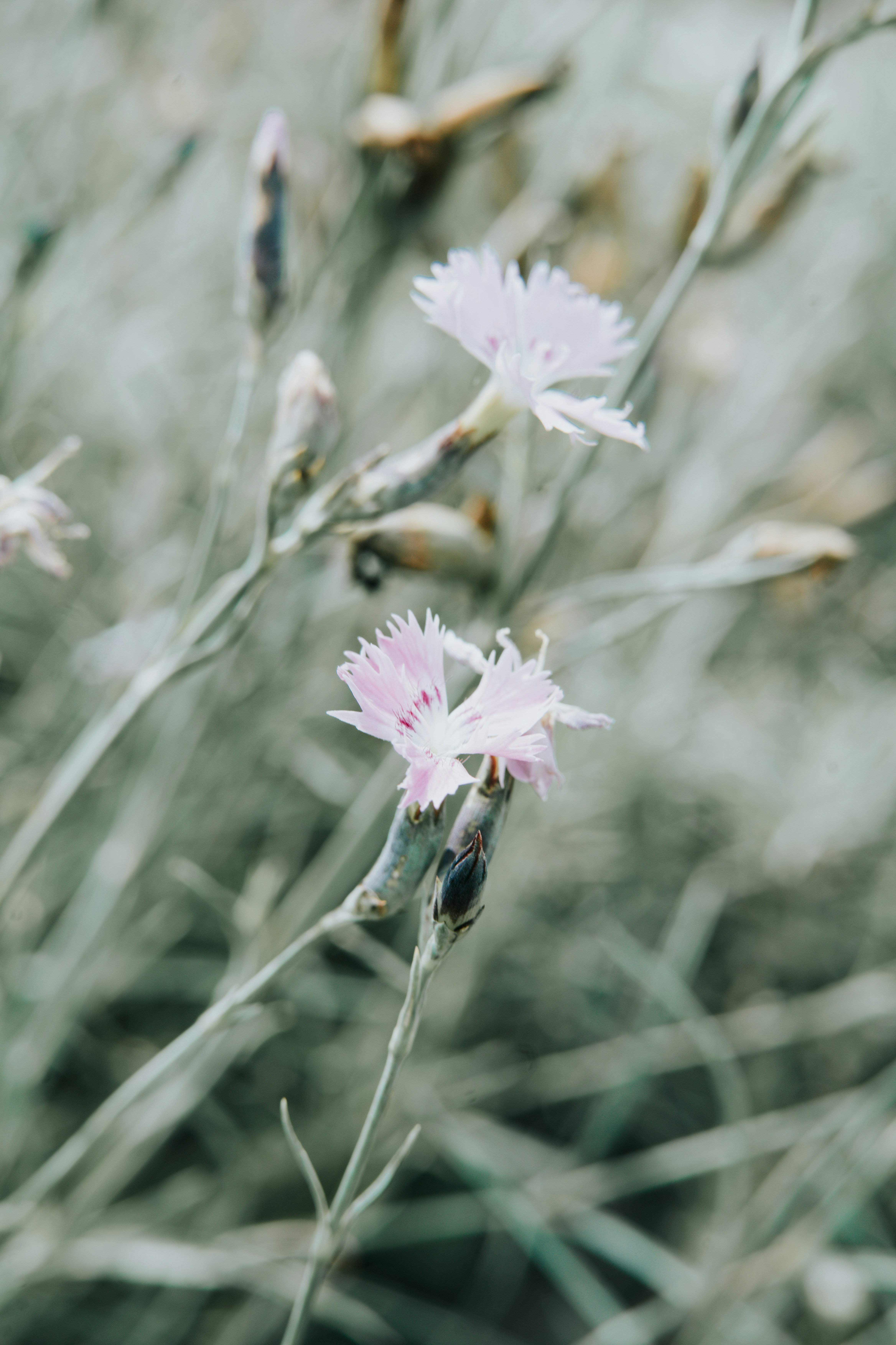 Soft Focus Bloom: Pale Pink Flowers in a Wind-Driven Field