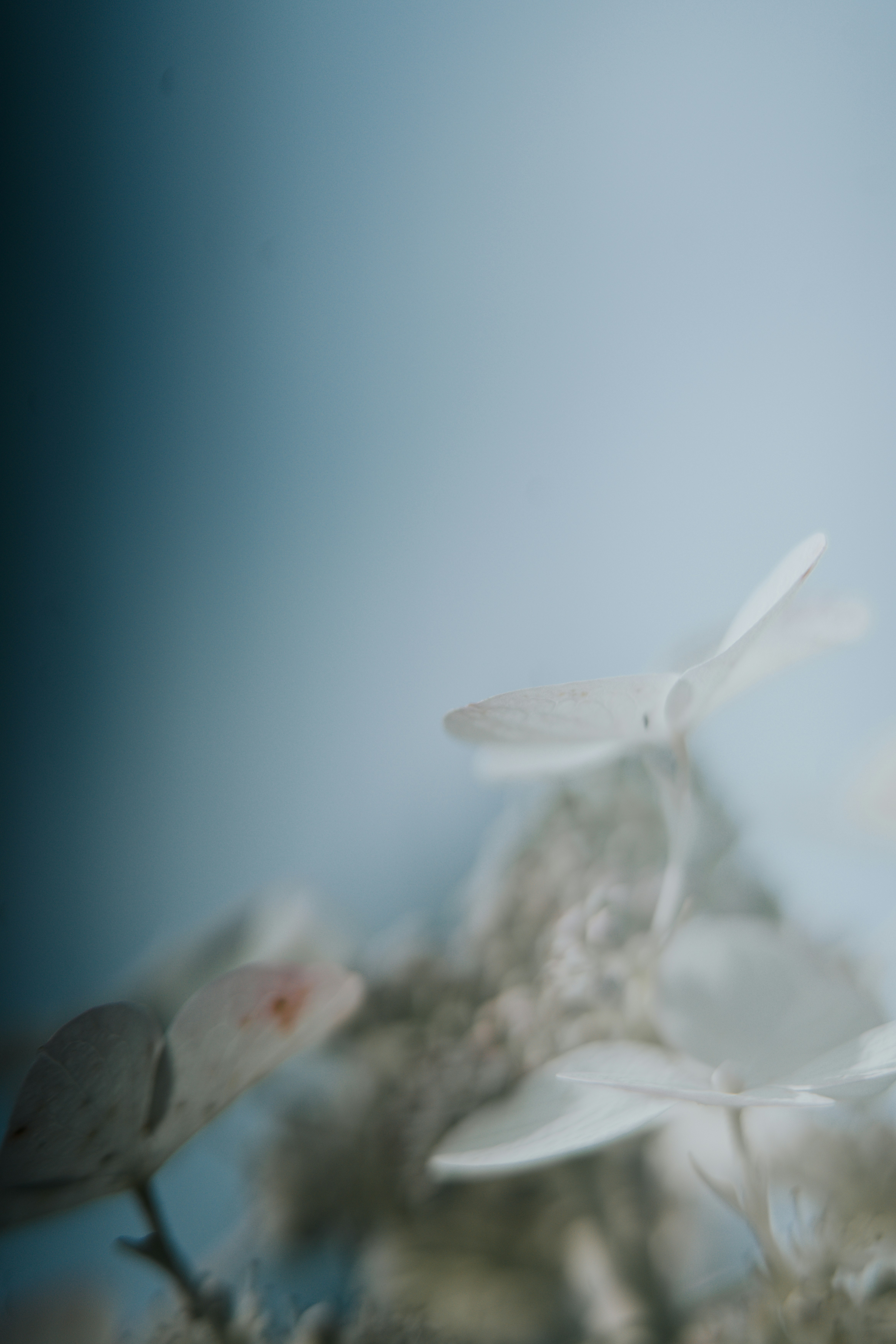 Soft Blue Bloom: Delicate White Florals in Hazy Light