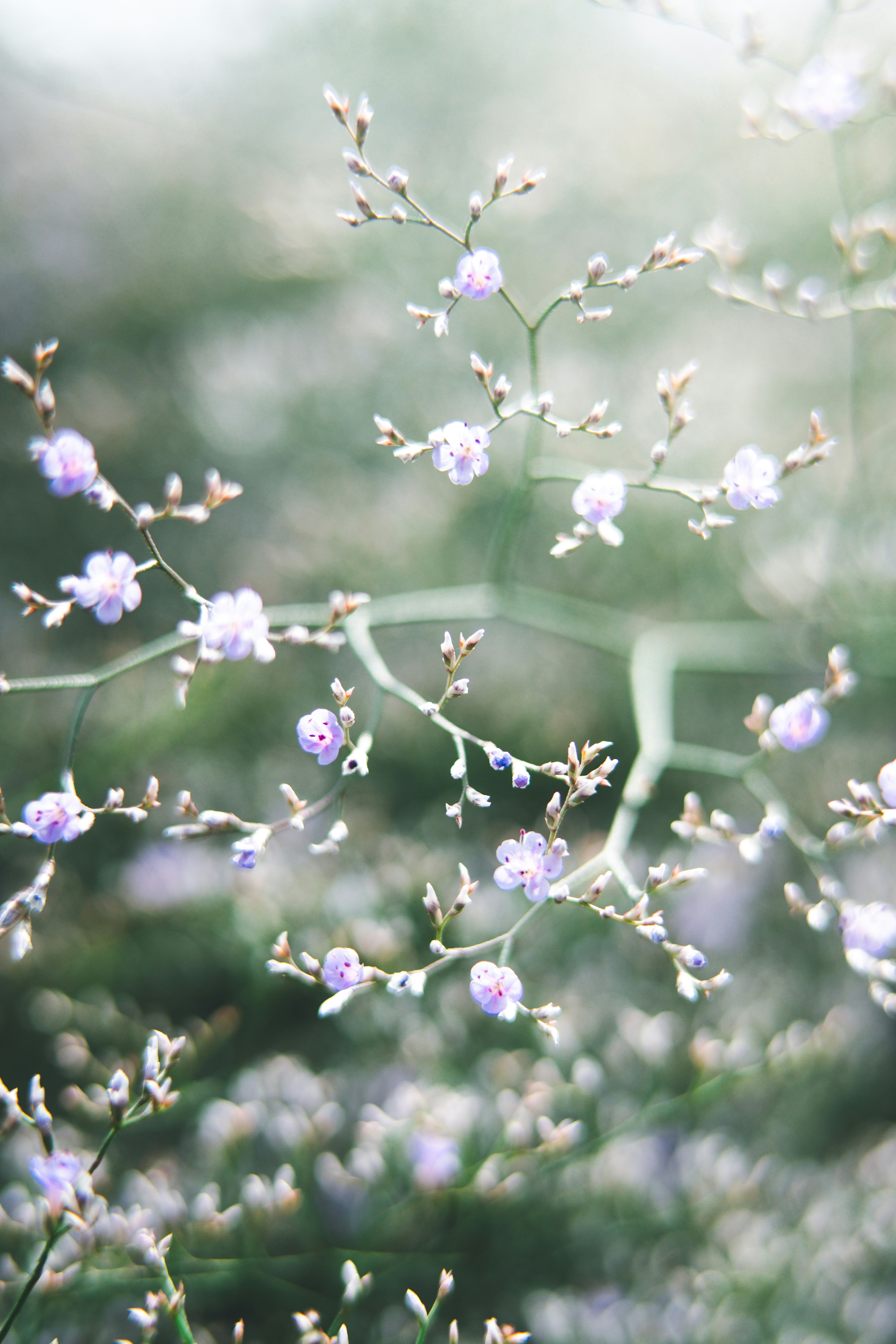 Whispers of Lilac on a Summer Breeze