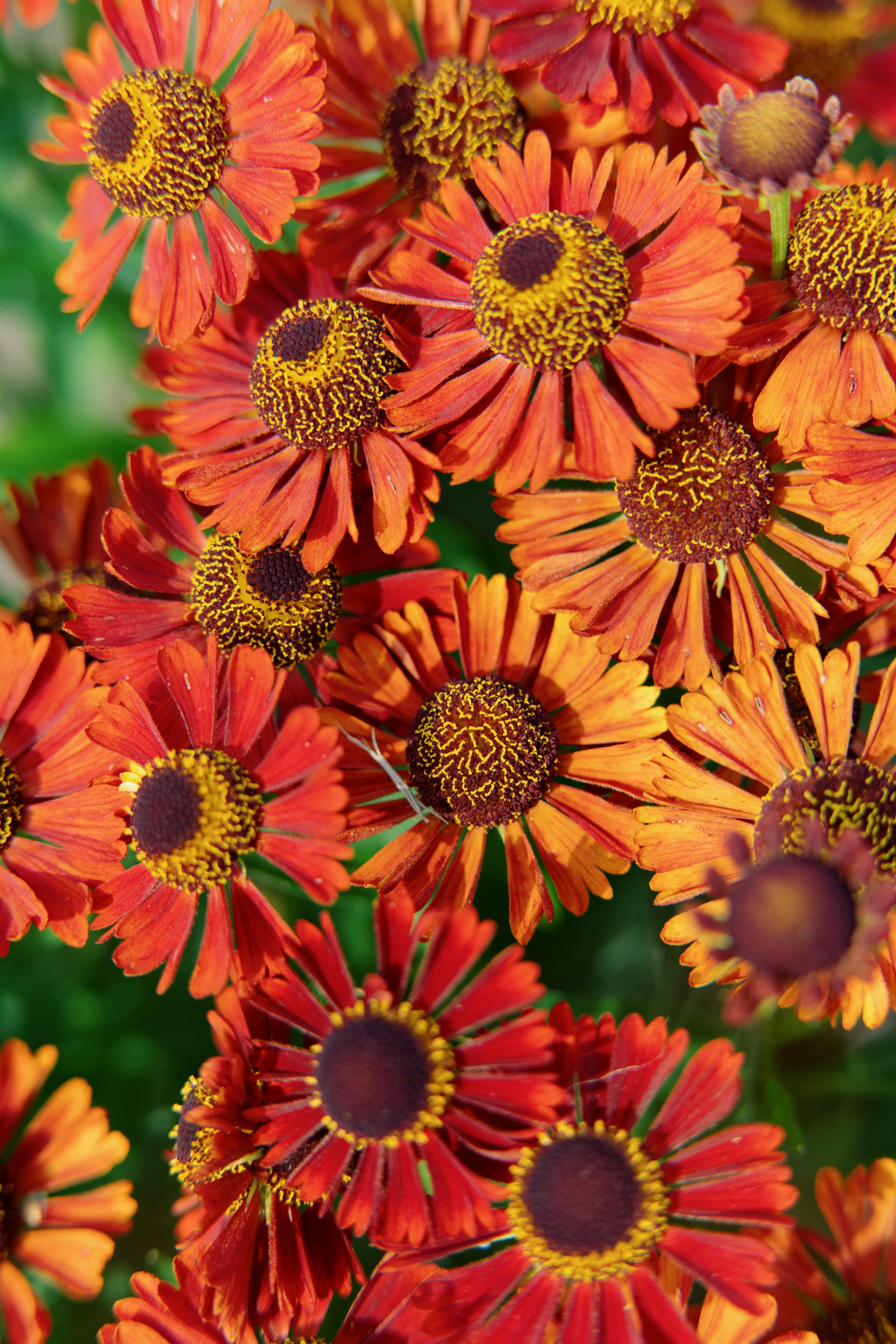 Vibrant Bloom Mosaic: Orange Zinnias in Full Sun