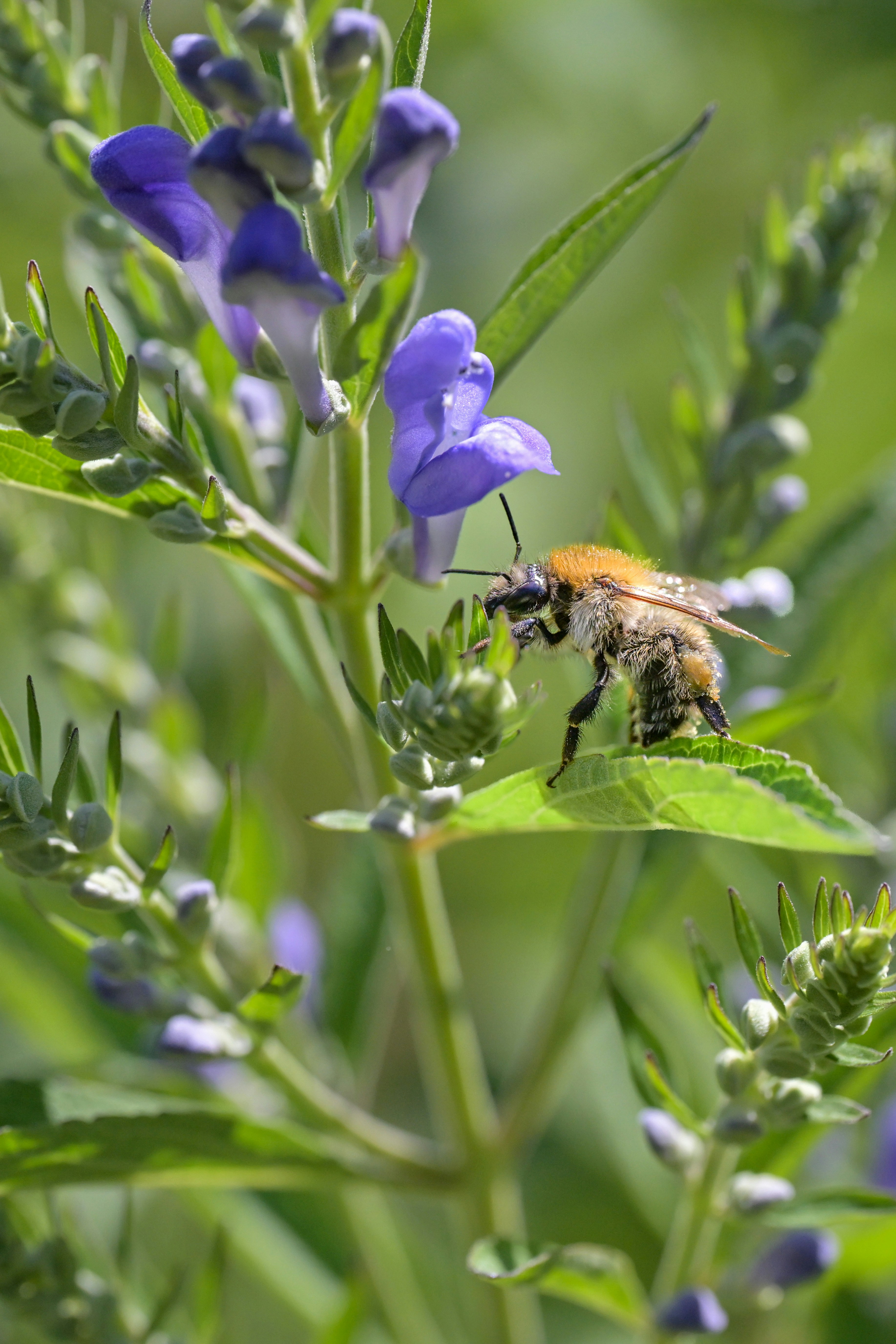 Buzzing in the Lavender: A Honeybee in Focus Among Tall Blooms