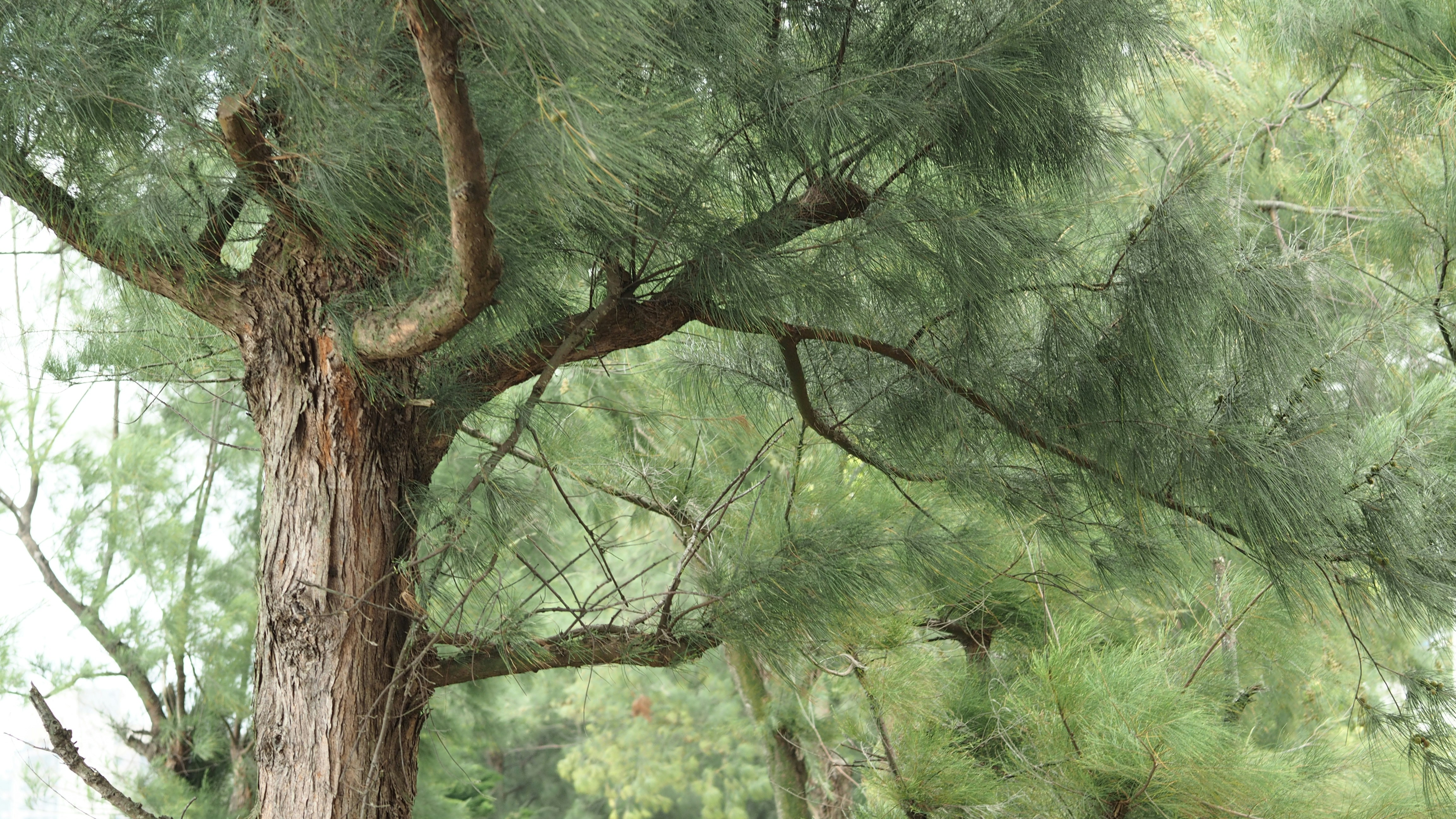 Crowning Pines: A Gentle Canopy of Green