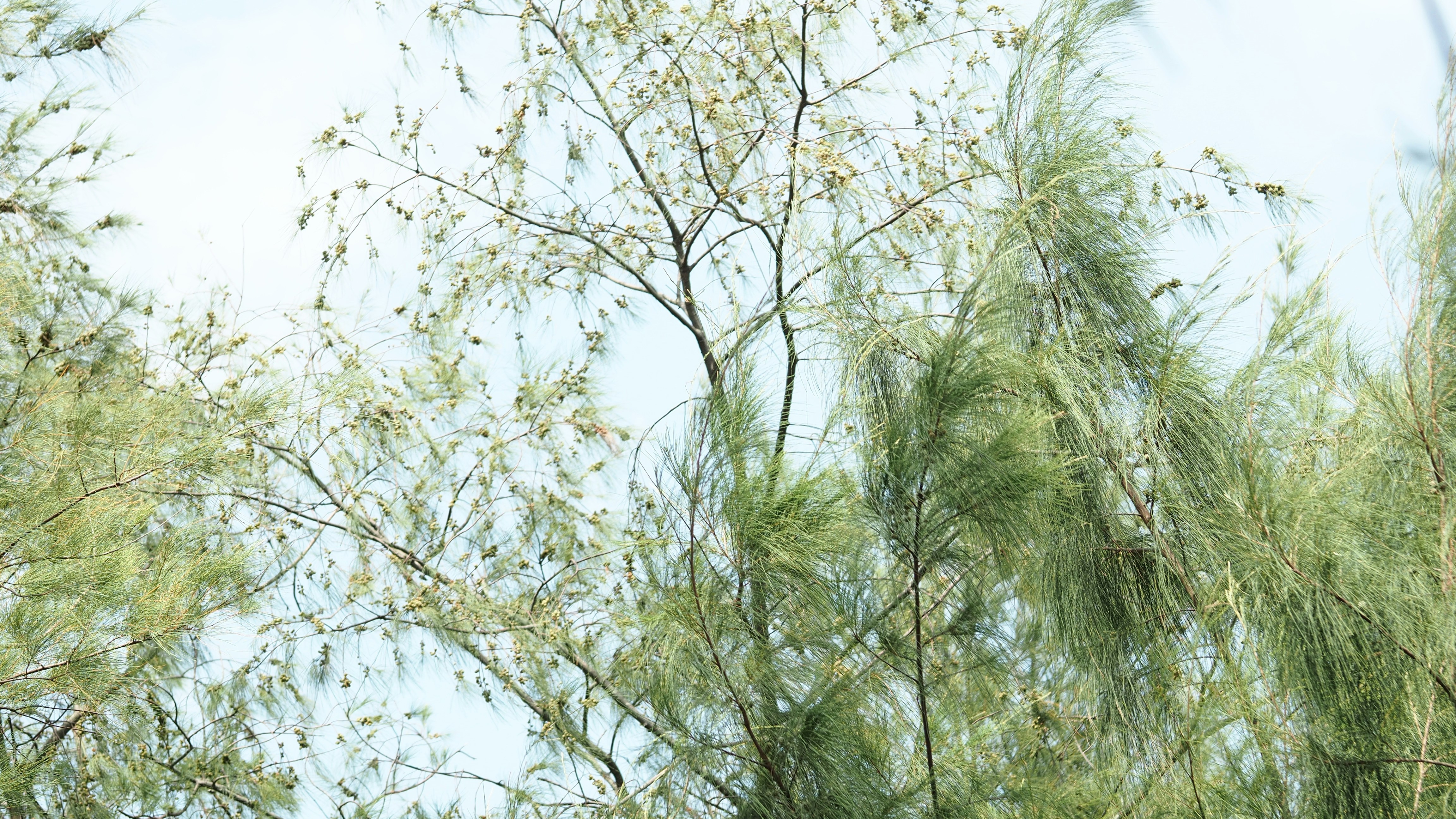 Whispering Pines Against a Bright Sky
