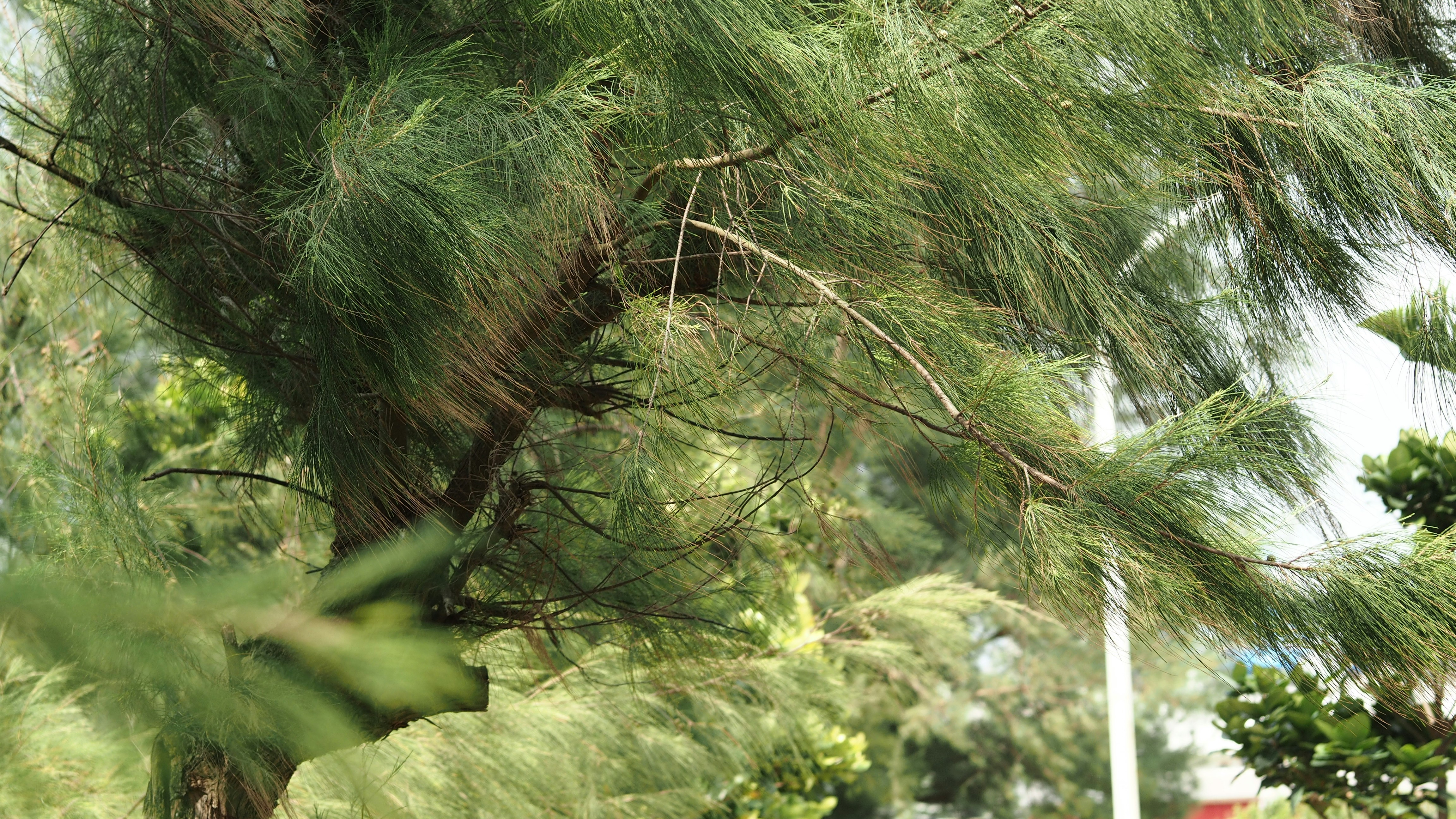 Sunlit Pine Canopy: Quiet Depth in a Garden Corridor