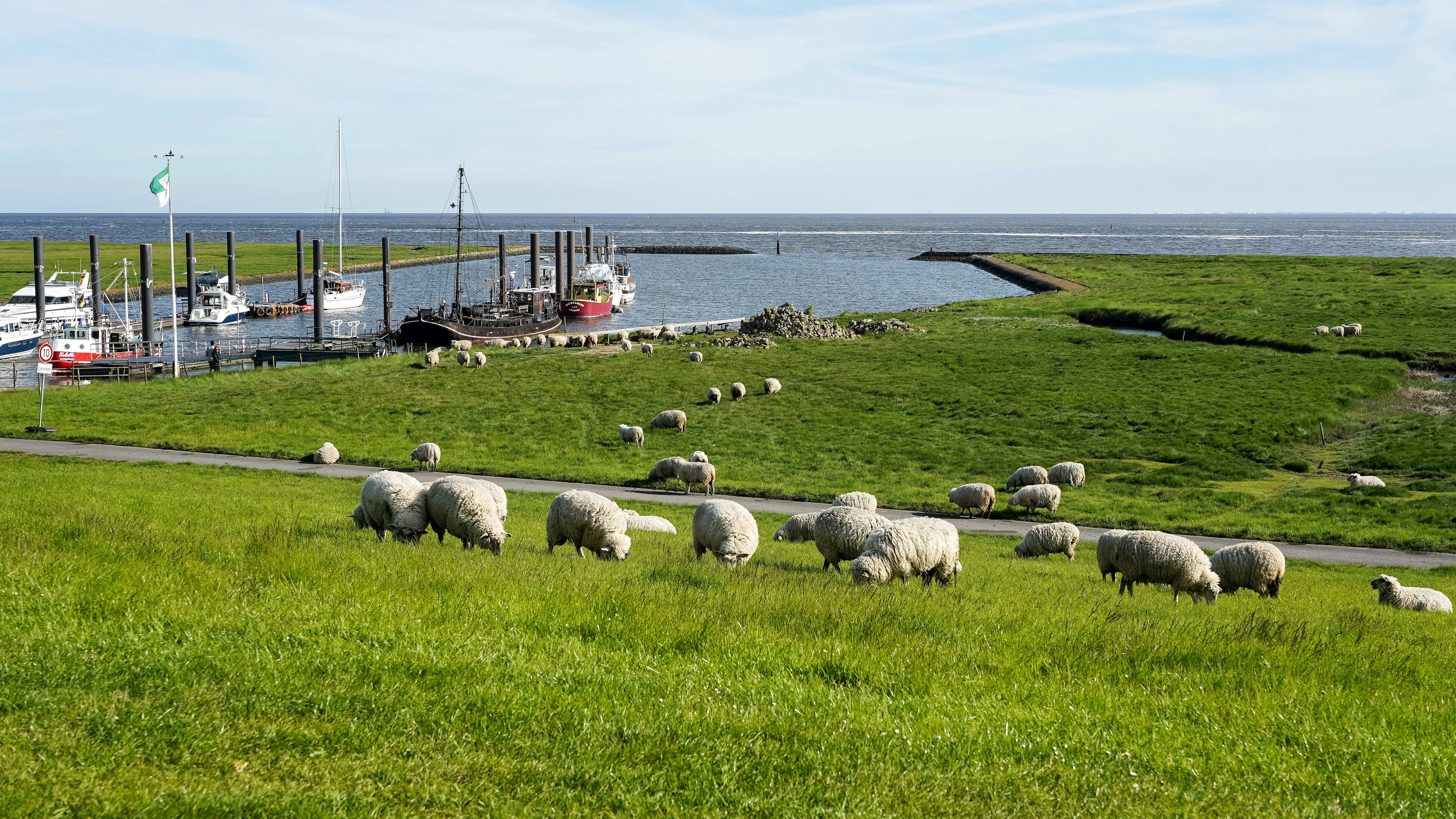 Grazing by the Sea: A Quiet Coastal Pasture Near the Distant Docks