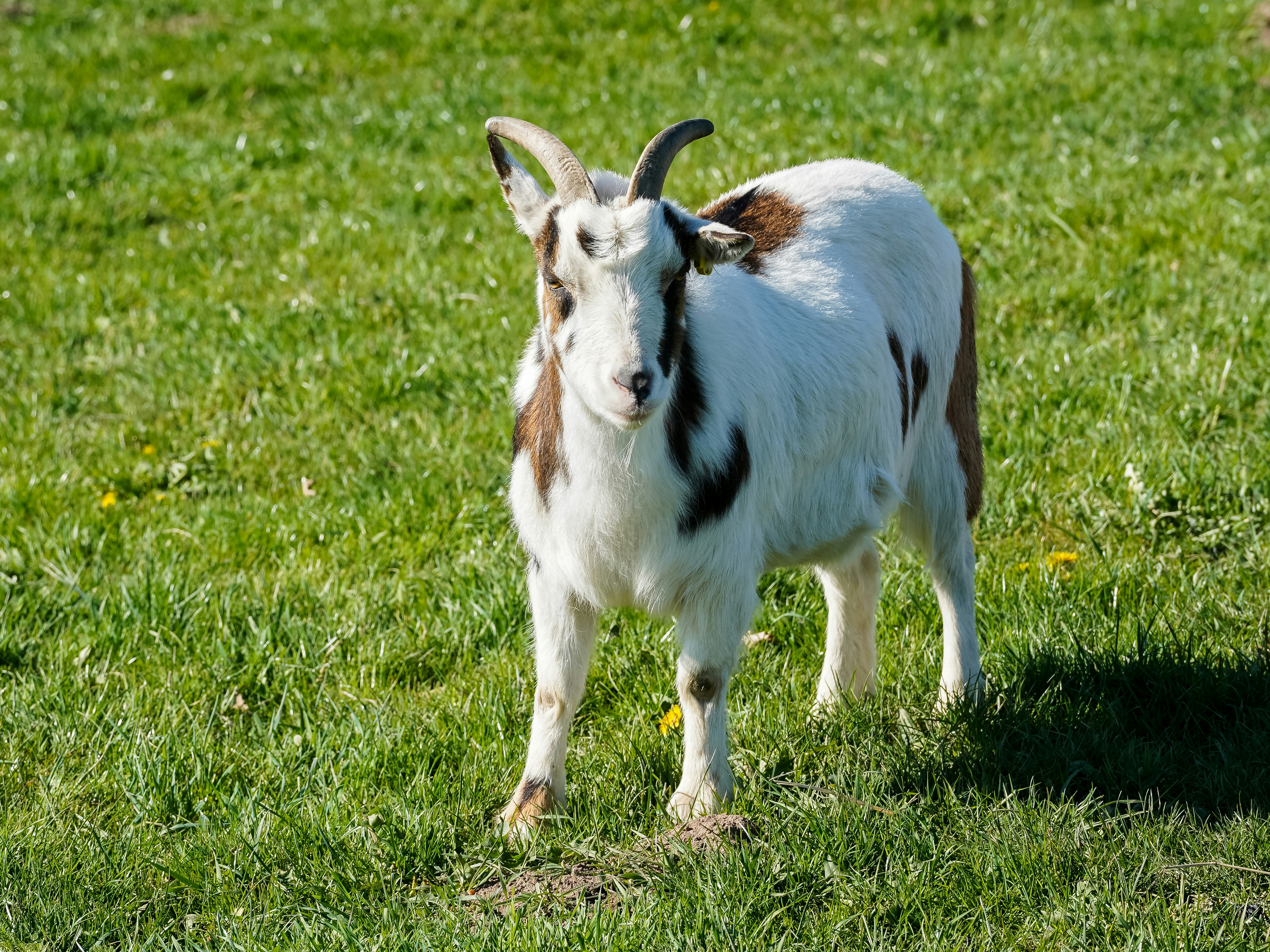 Wild Goat in Sunlit Meadow: Focused Portrait of a Curious Bilateral Herd-Shareer