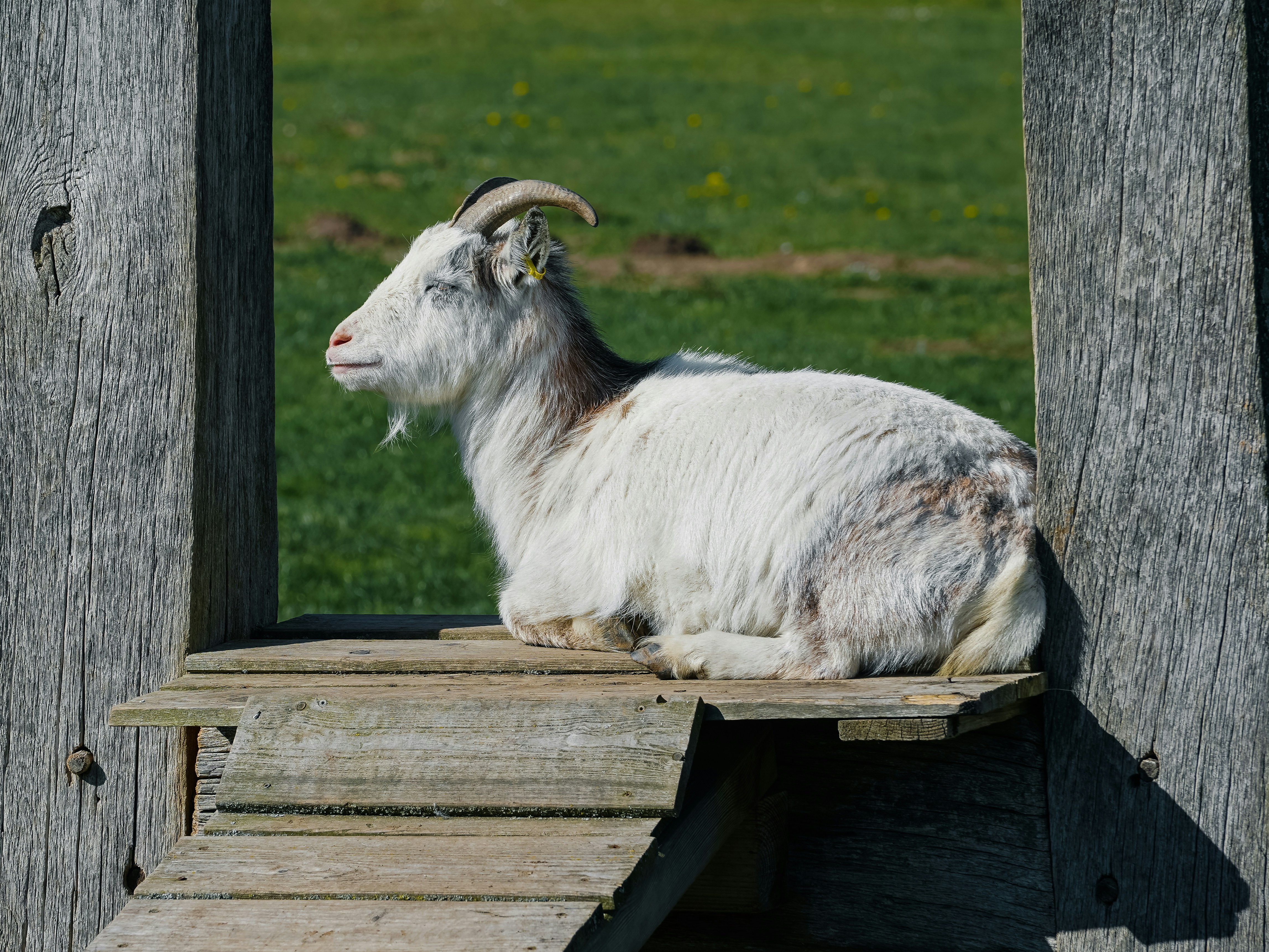 Goat on a Rustic Pier Platform in a Green Field