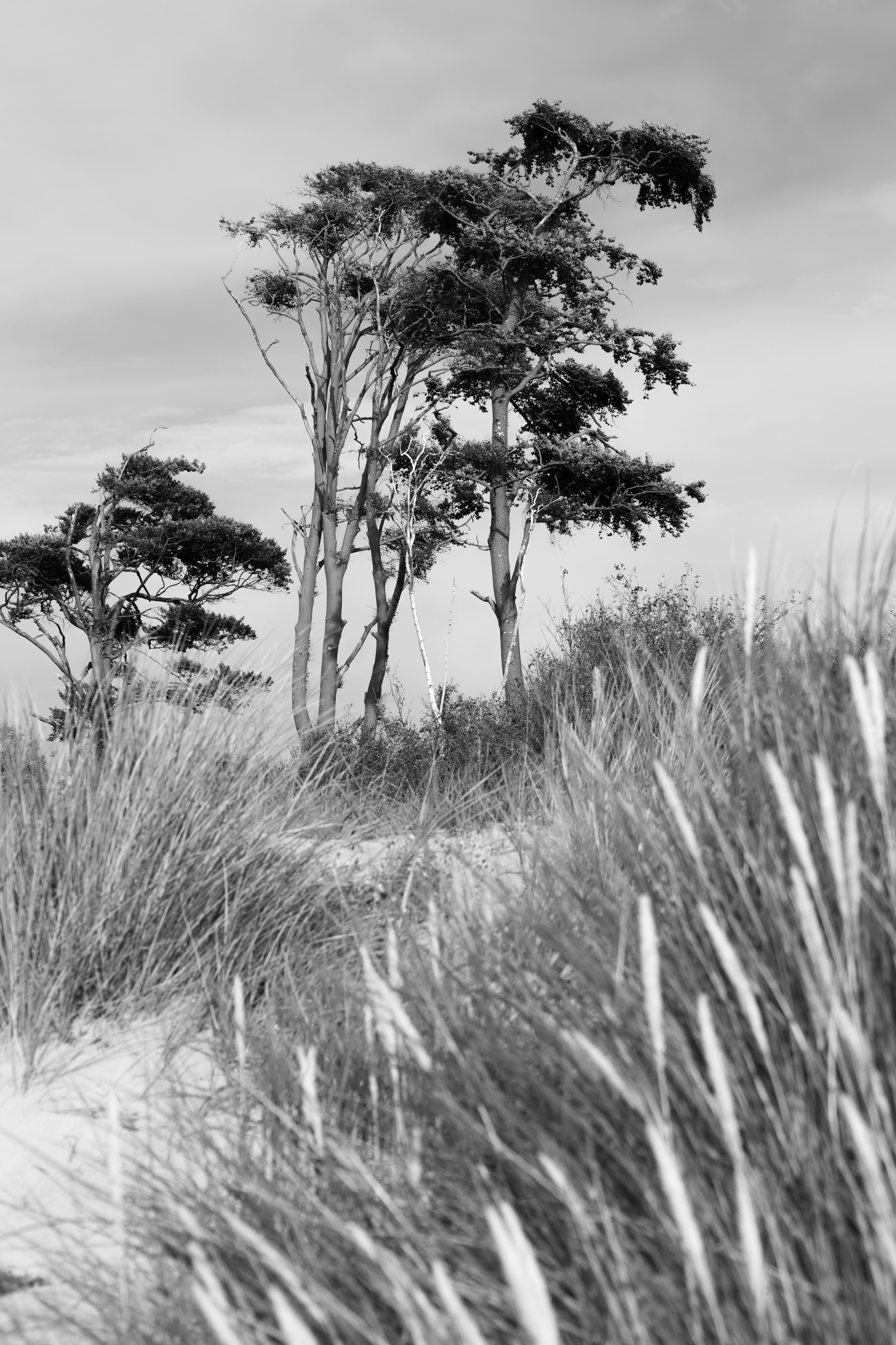 Wind-Tossed Pines Above Wind-Swept Grasses