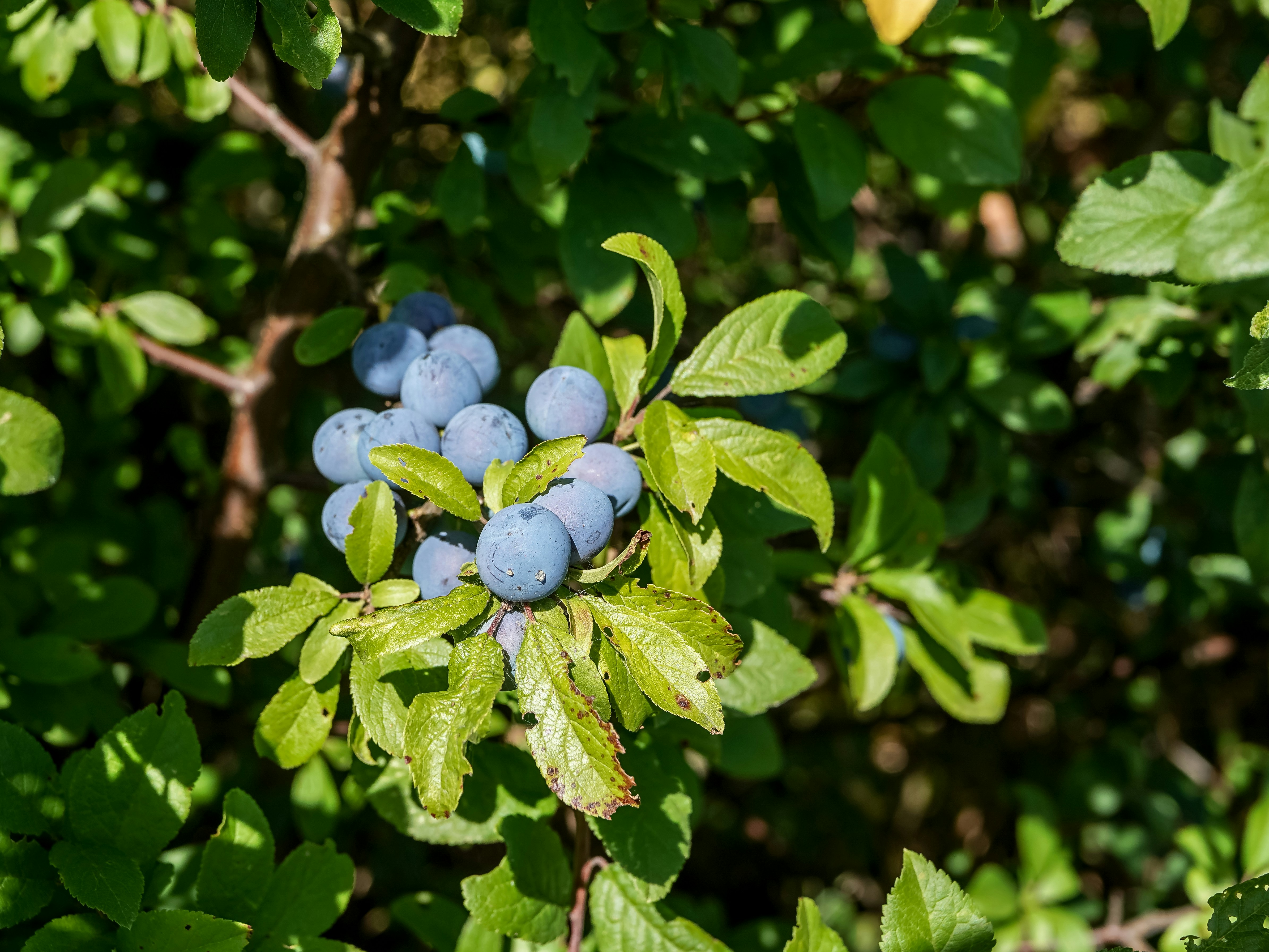 Blue Harvest: Bunches of Blue Within a Green Canopy