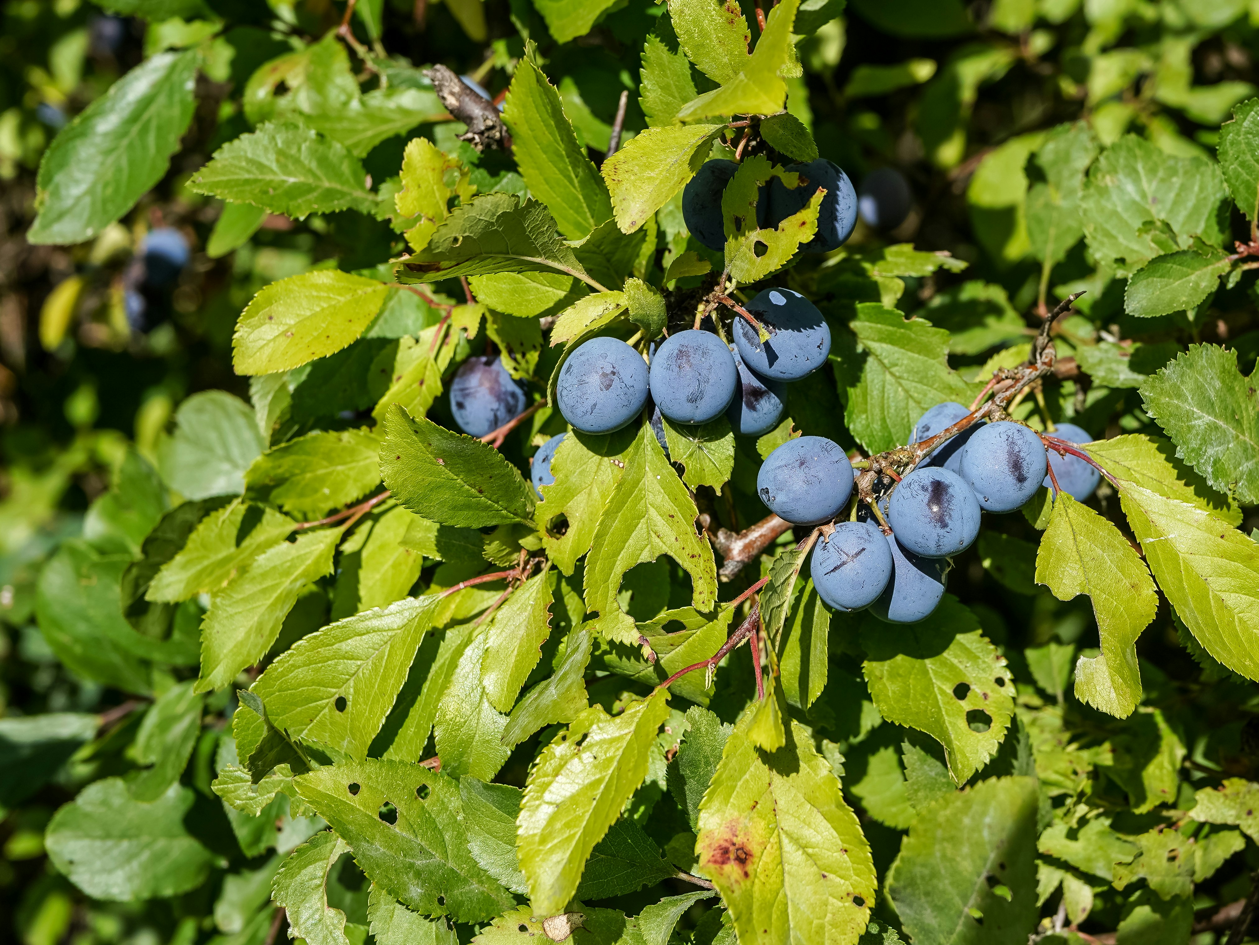 Grouped blue berries on glossy green shrub with sunlit leaves