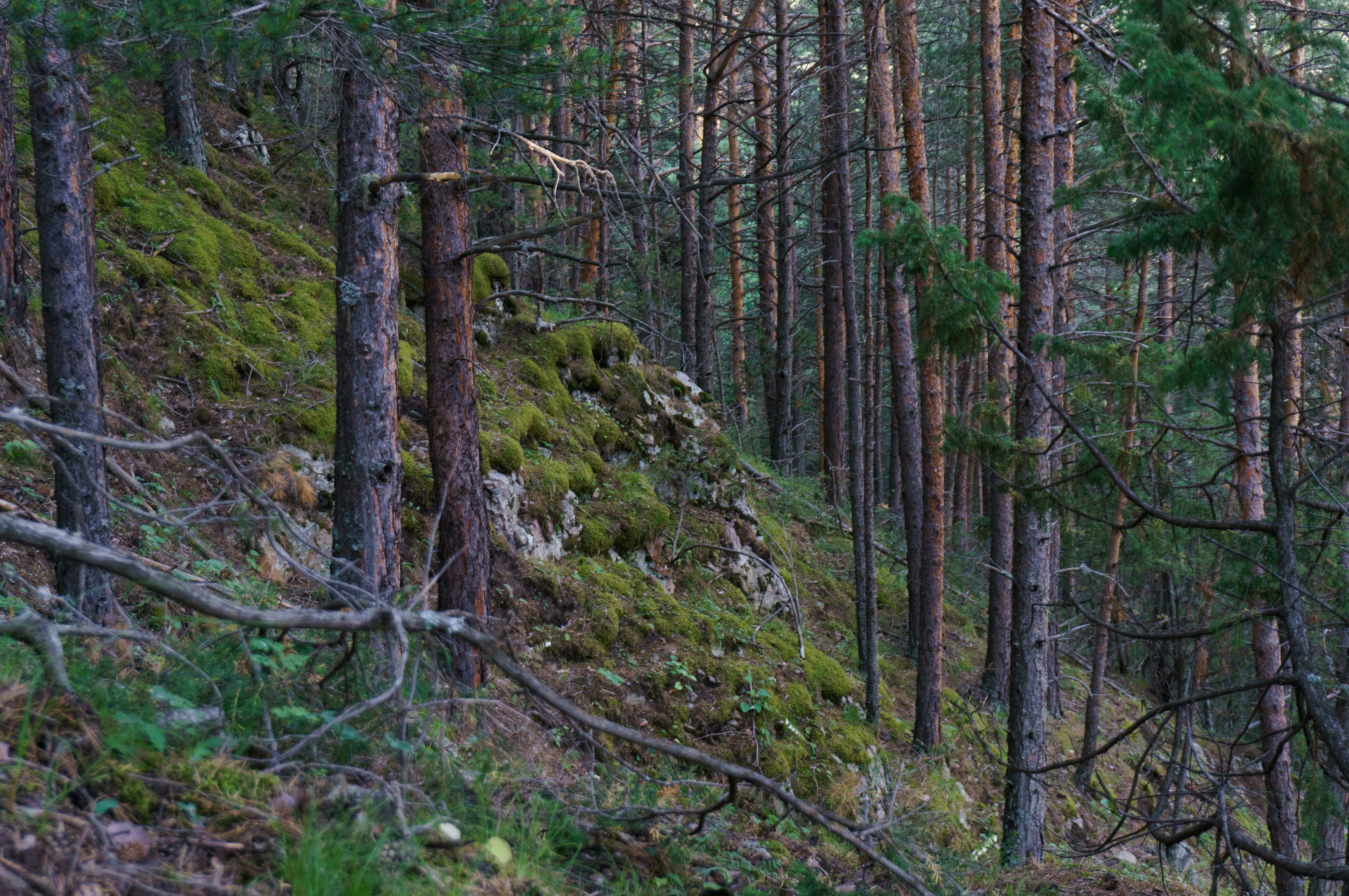 Mossy forest slope veiled by pines