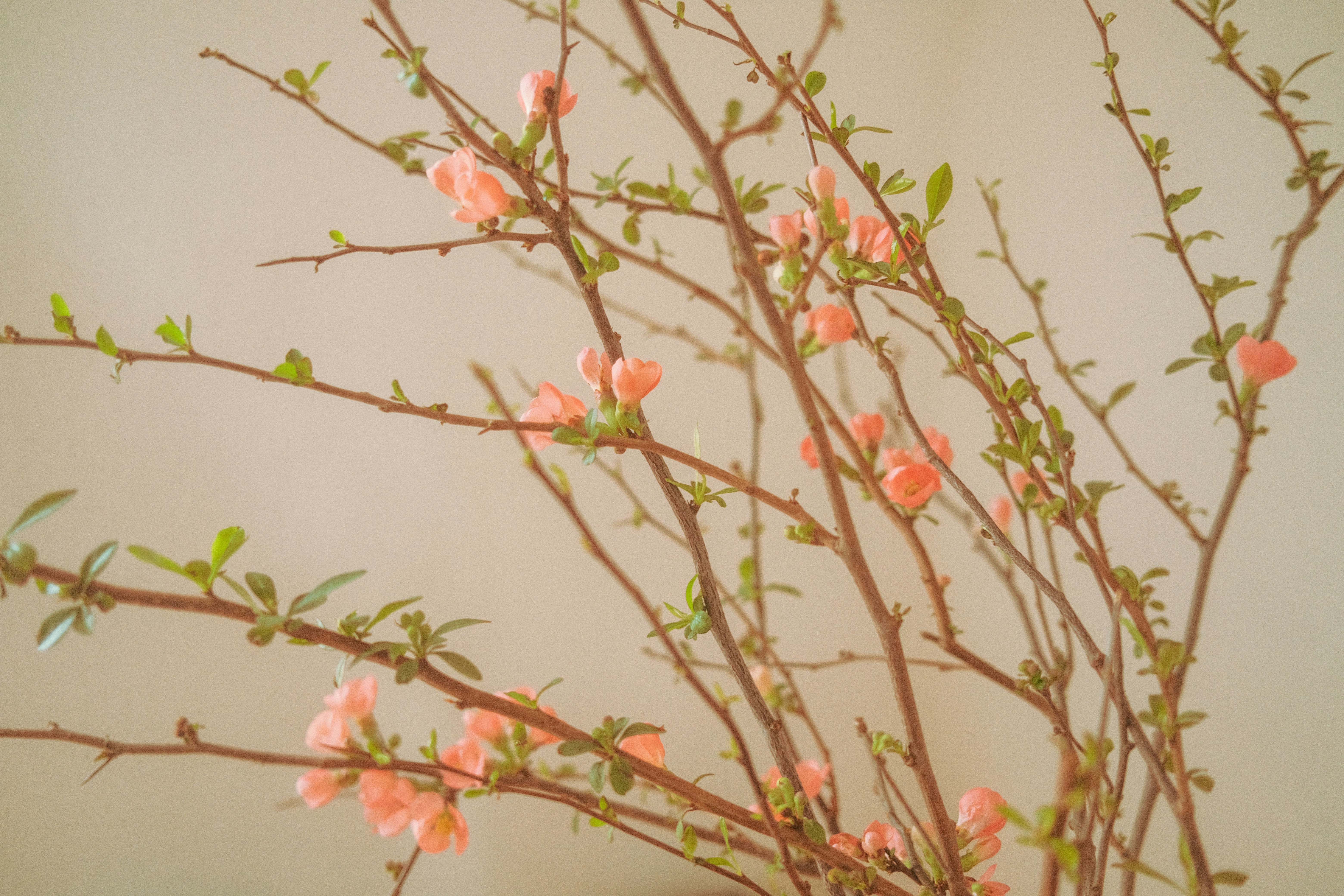 Blossoms in Soft Focus: A Quiet Branch Portrait